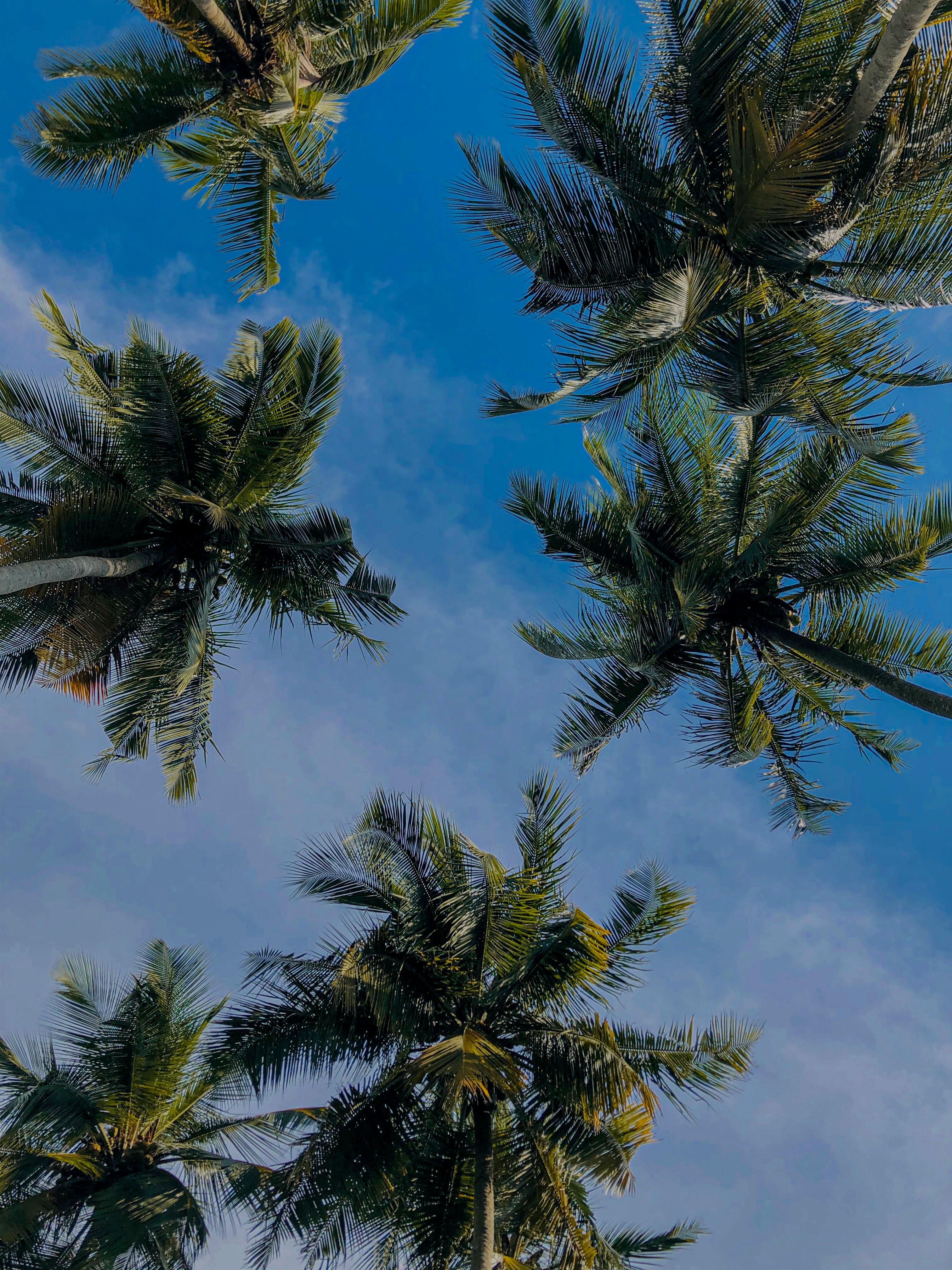 500+ Best Click Photos · 100% Free Download · Pexels Stock Photos