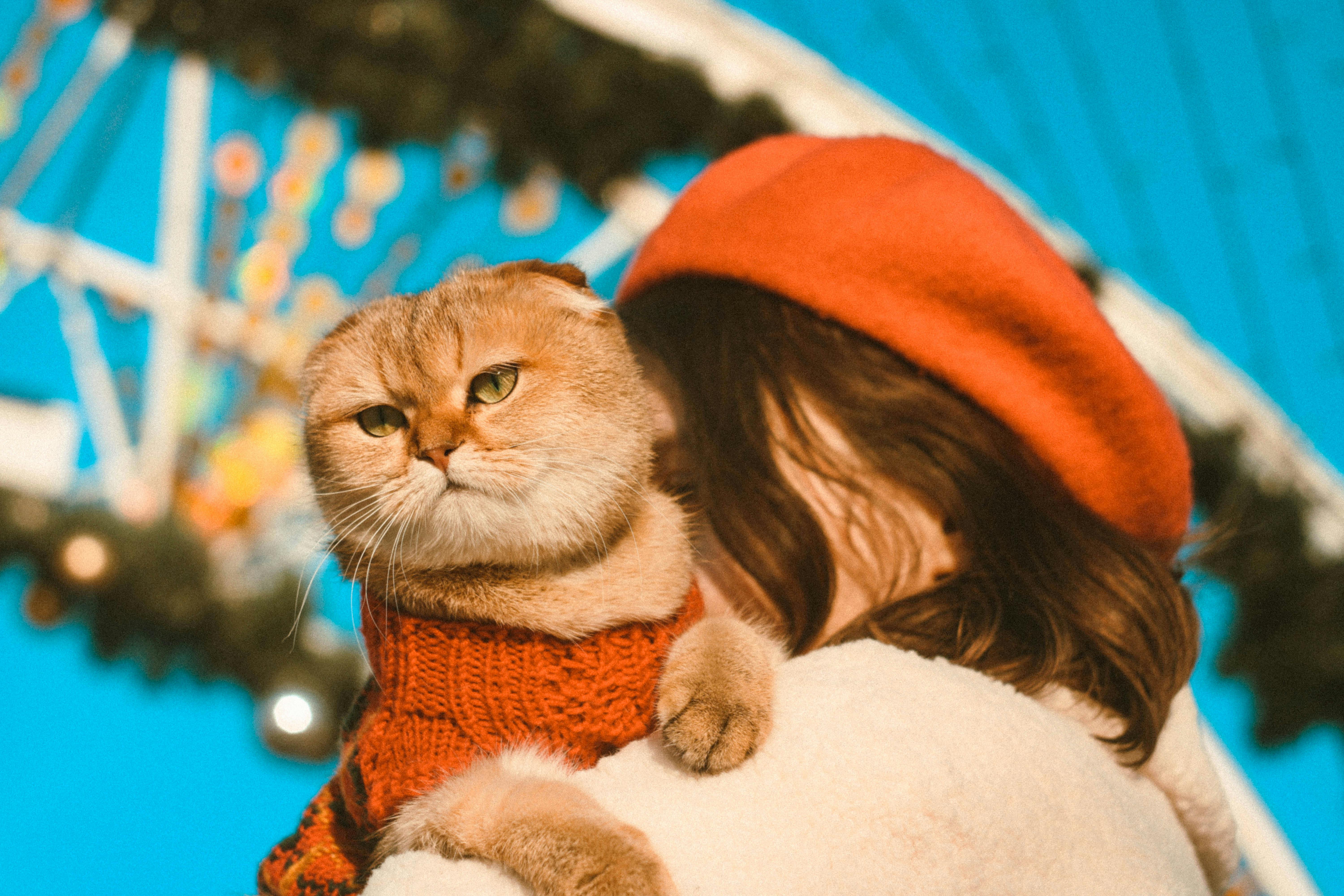 Close Up Photo of Woman Carrying a Cat · Free Stock Photo