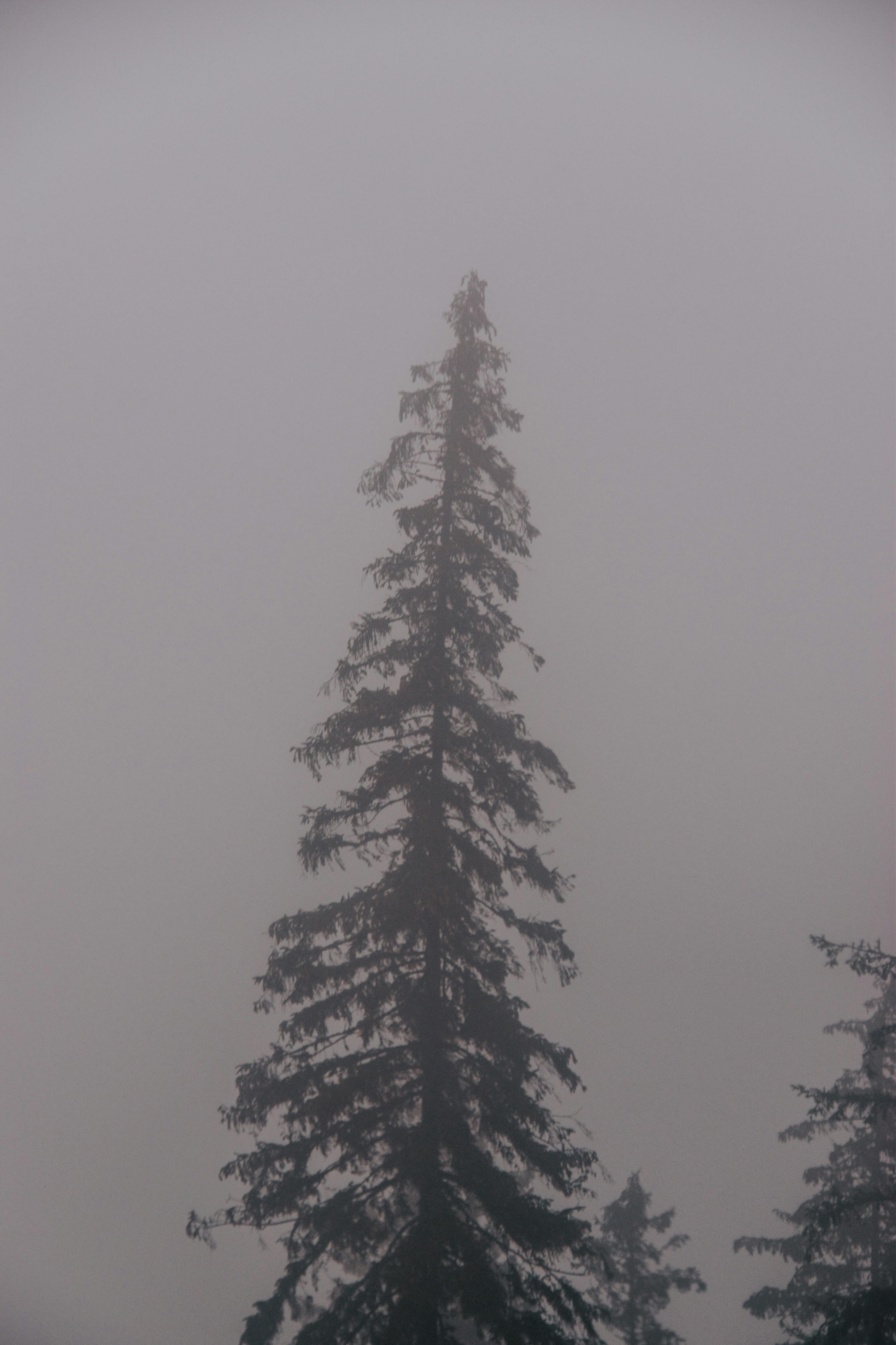 Grayscale Photo of a Pine Tree · Free Stock Photo