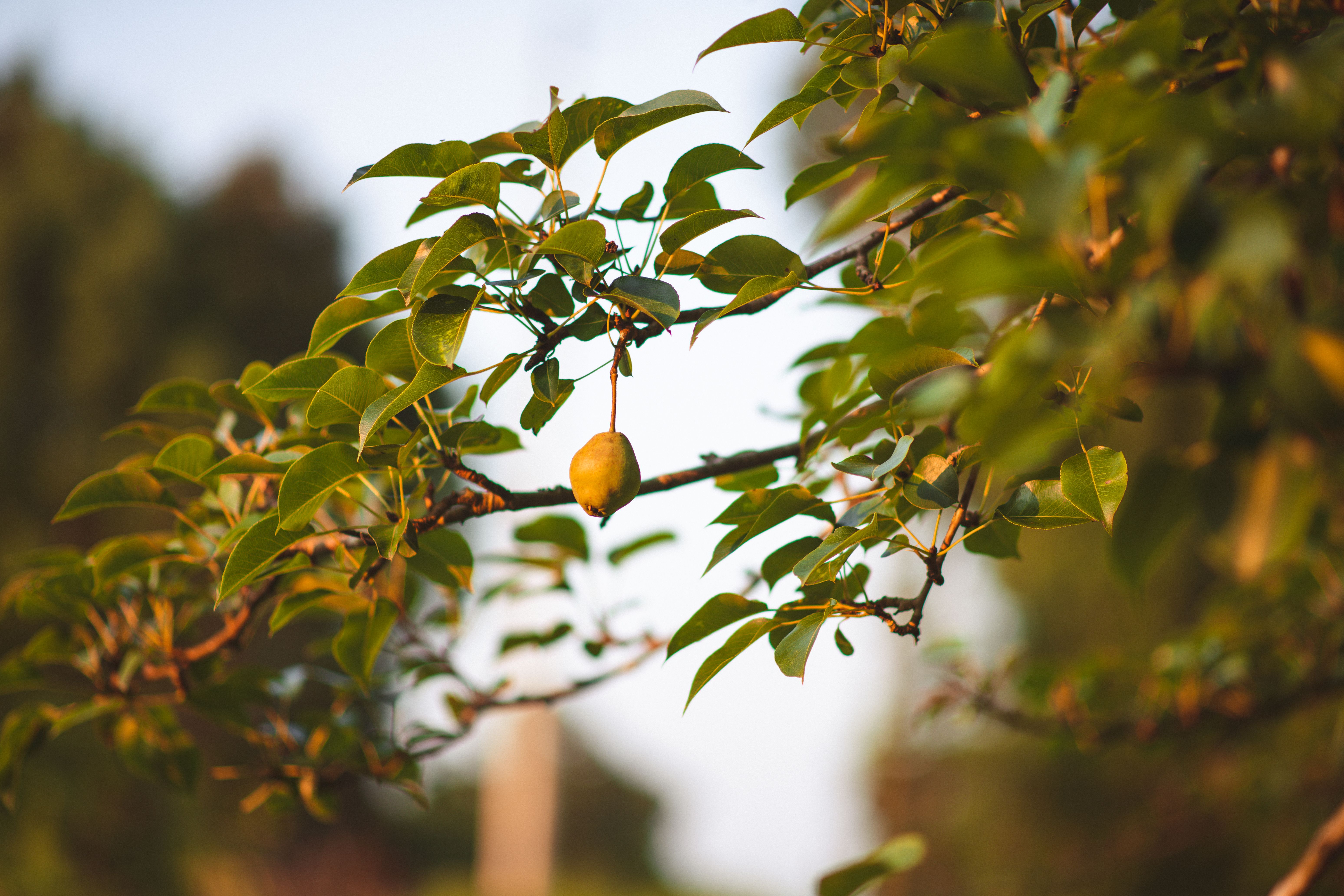 A Pear on a Tree · Free Stock Photo
