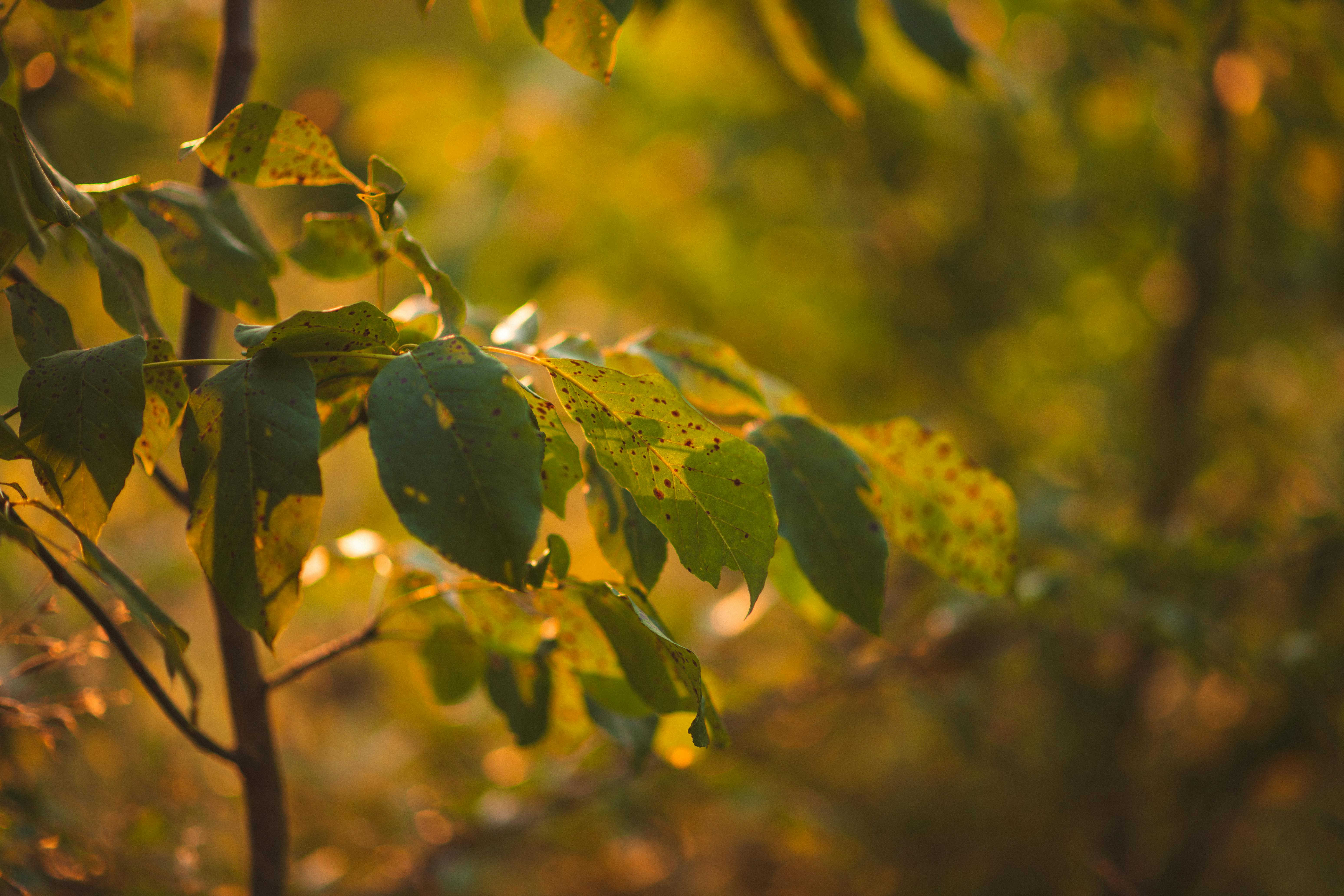 Close-Up Photography of Leaves · Free Stock Photo