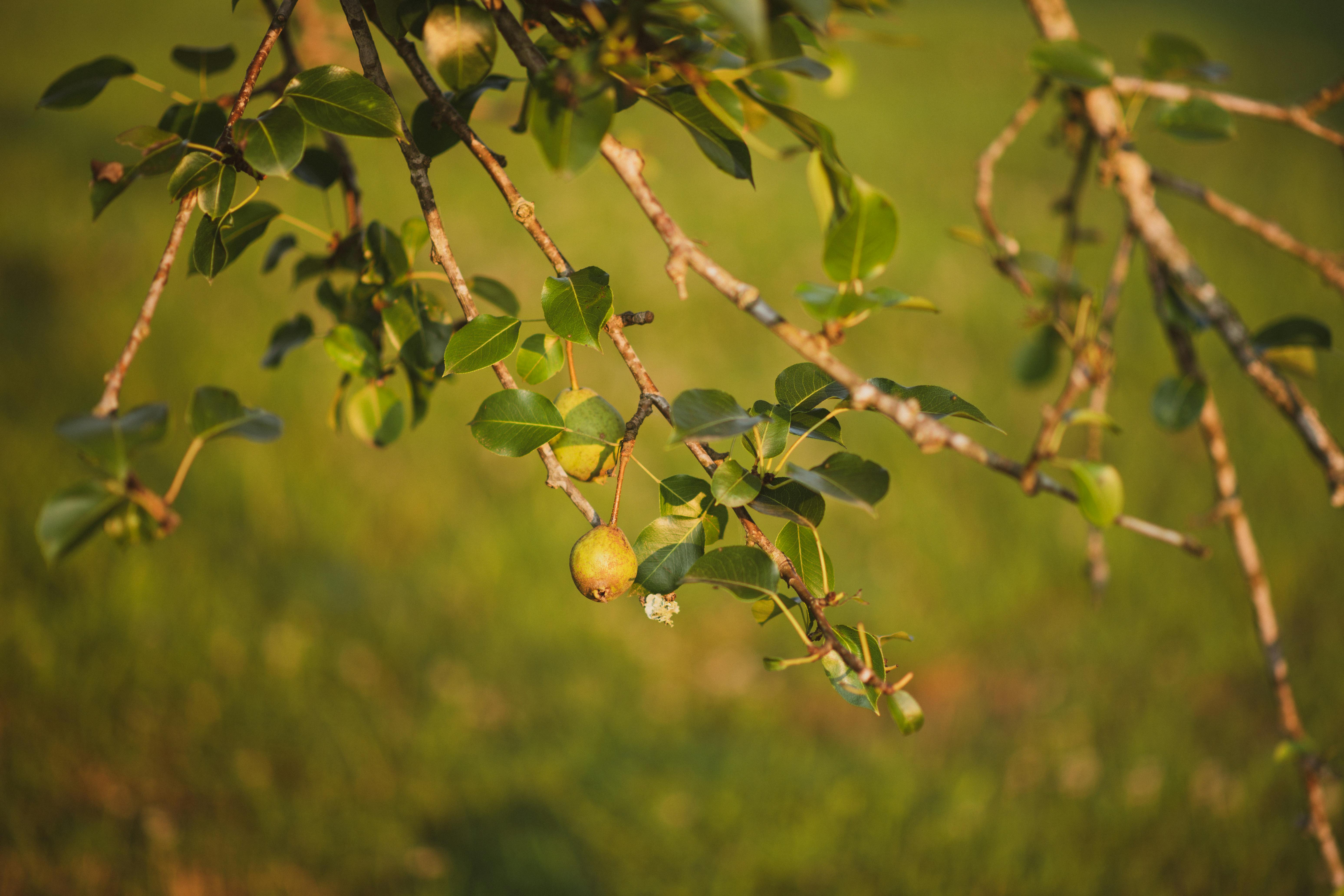 Close-up of a Pear Tree · Free Stock Photo