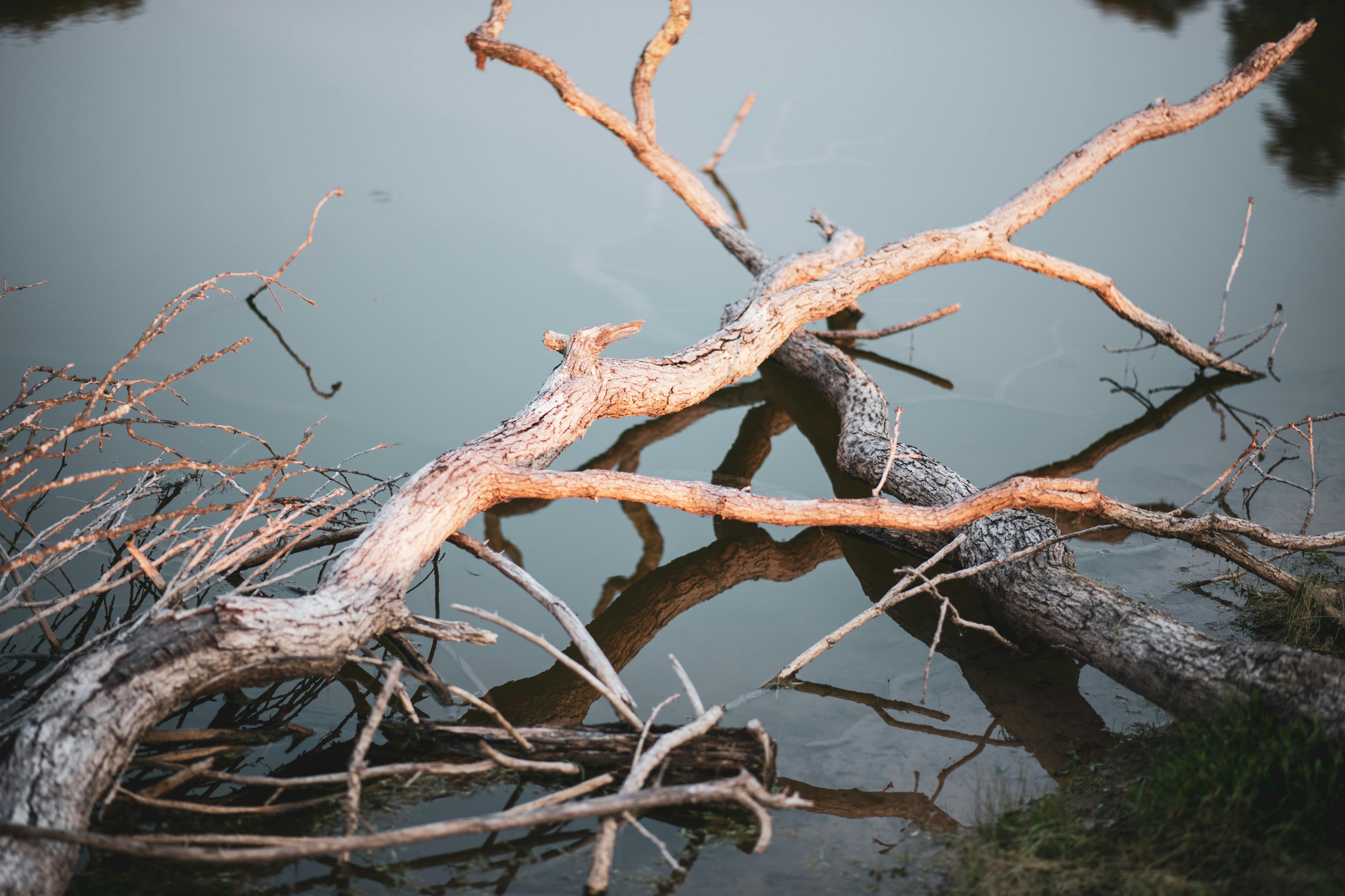 Dead Tree Branches on the Water · Free Stock Photo