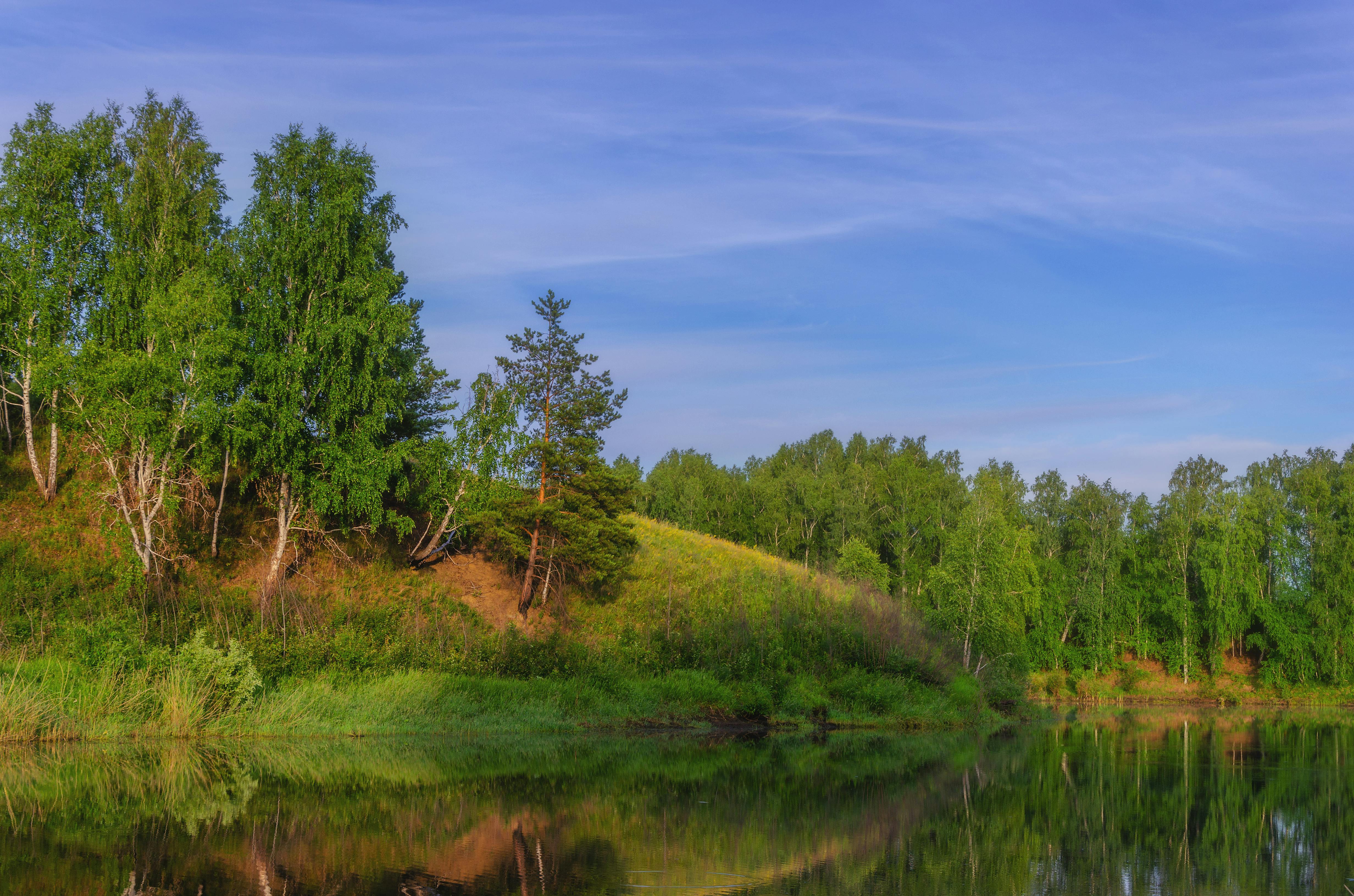 Trees near the Lake · Free Stock Photo