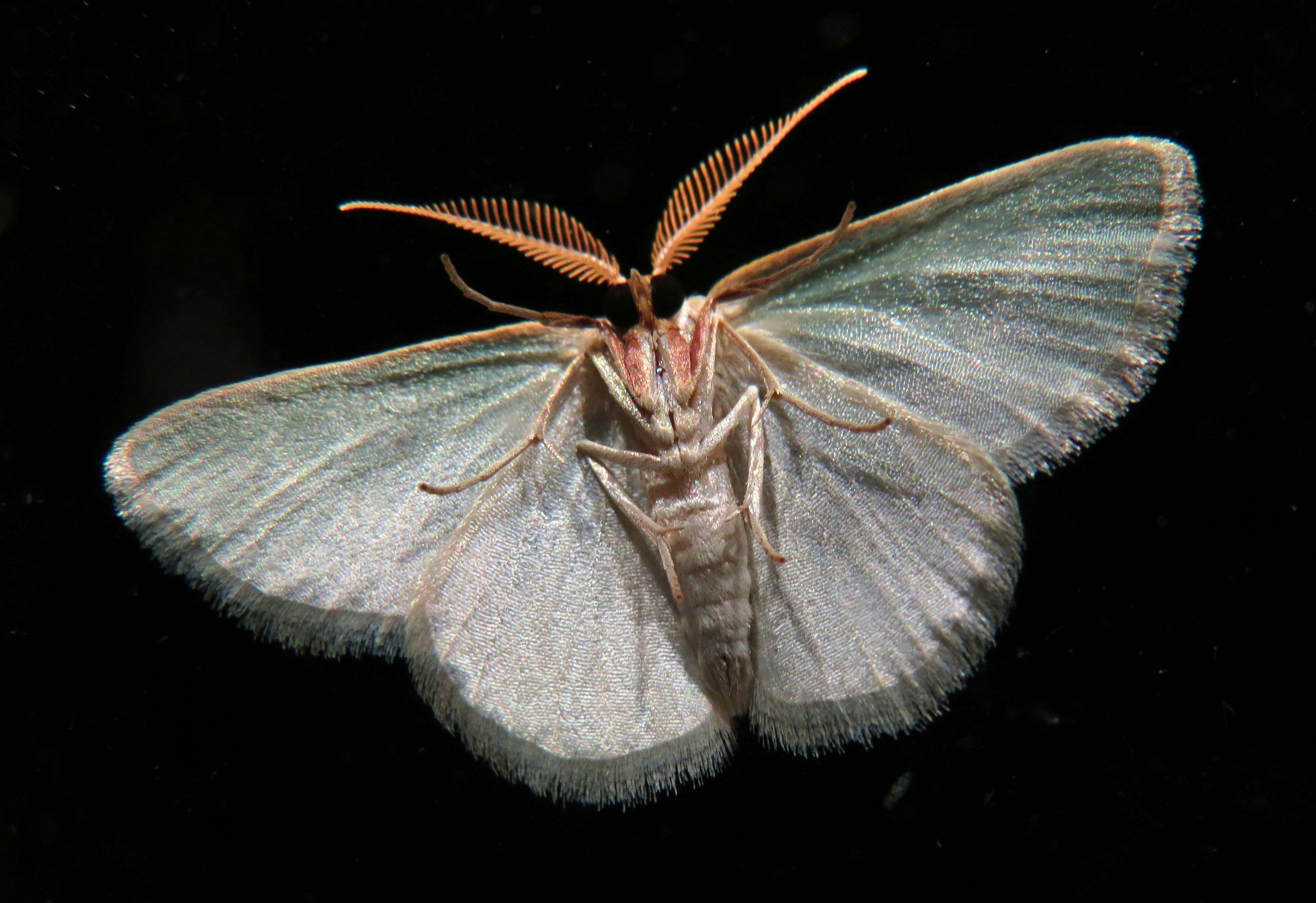 Free stock photo of Underside of a moth