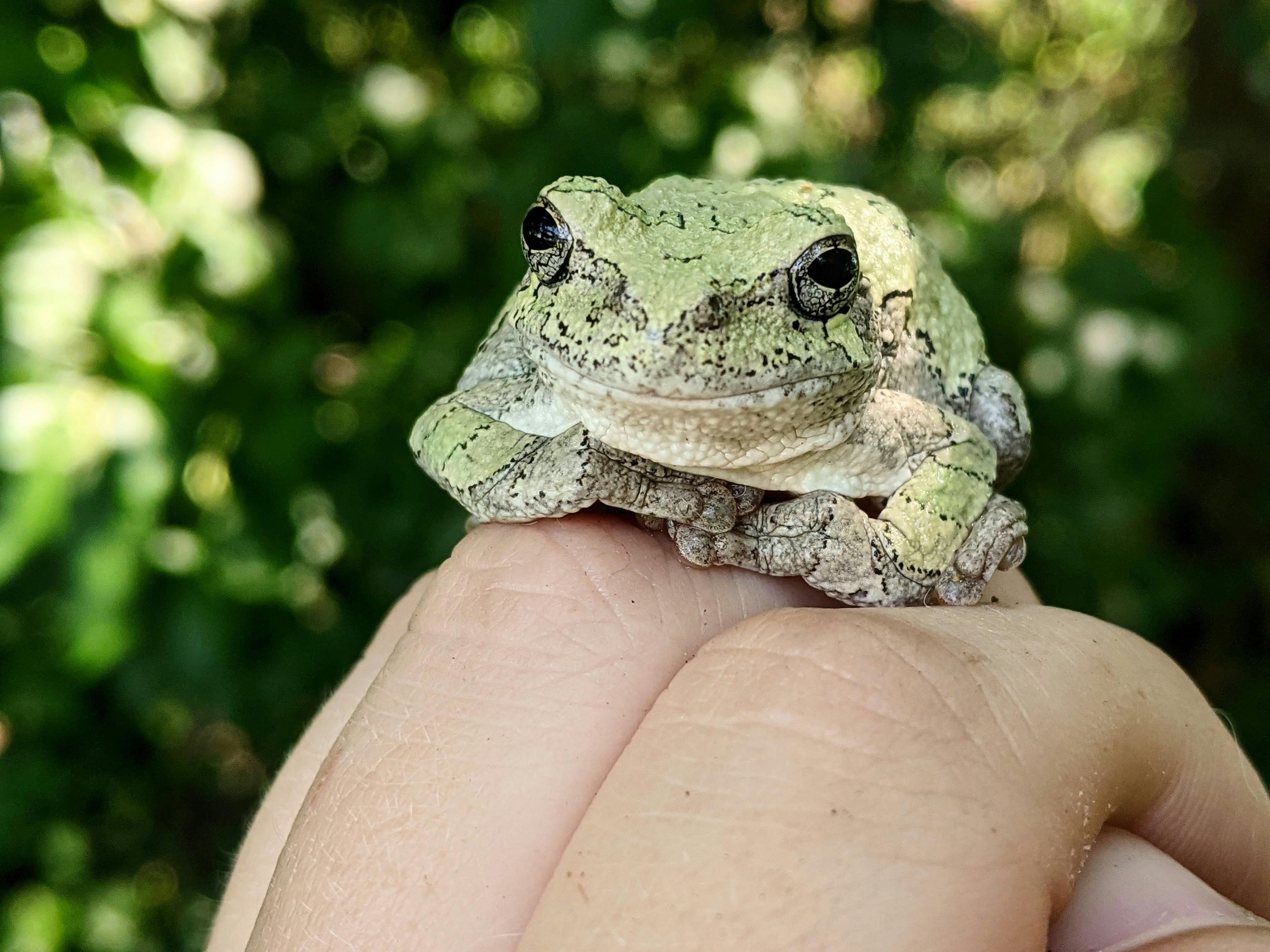 Green Frog on Persons Hand · Free Stock Photo