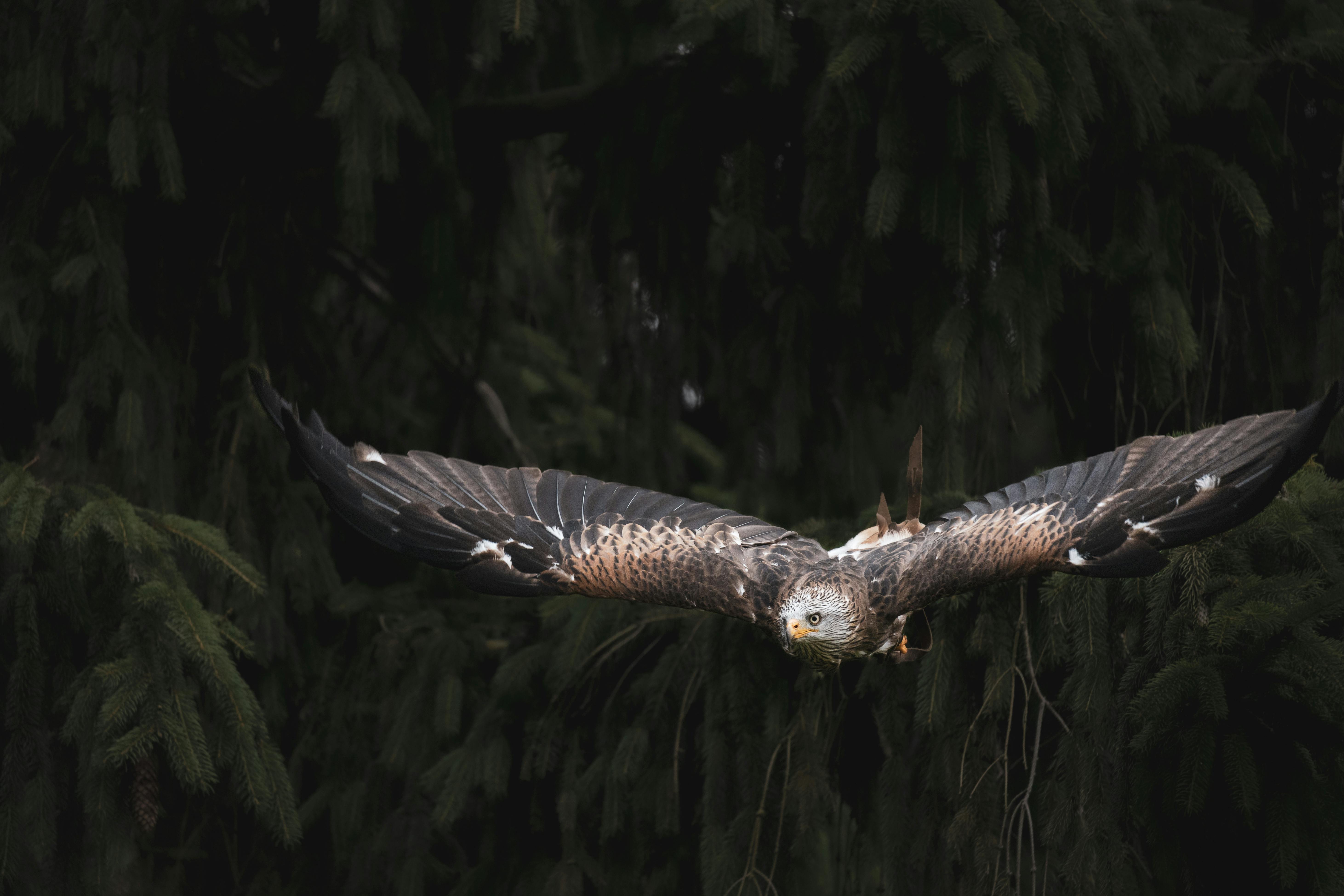 Close Up Shot of an Eagle Flying · Free Stock Photo
