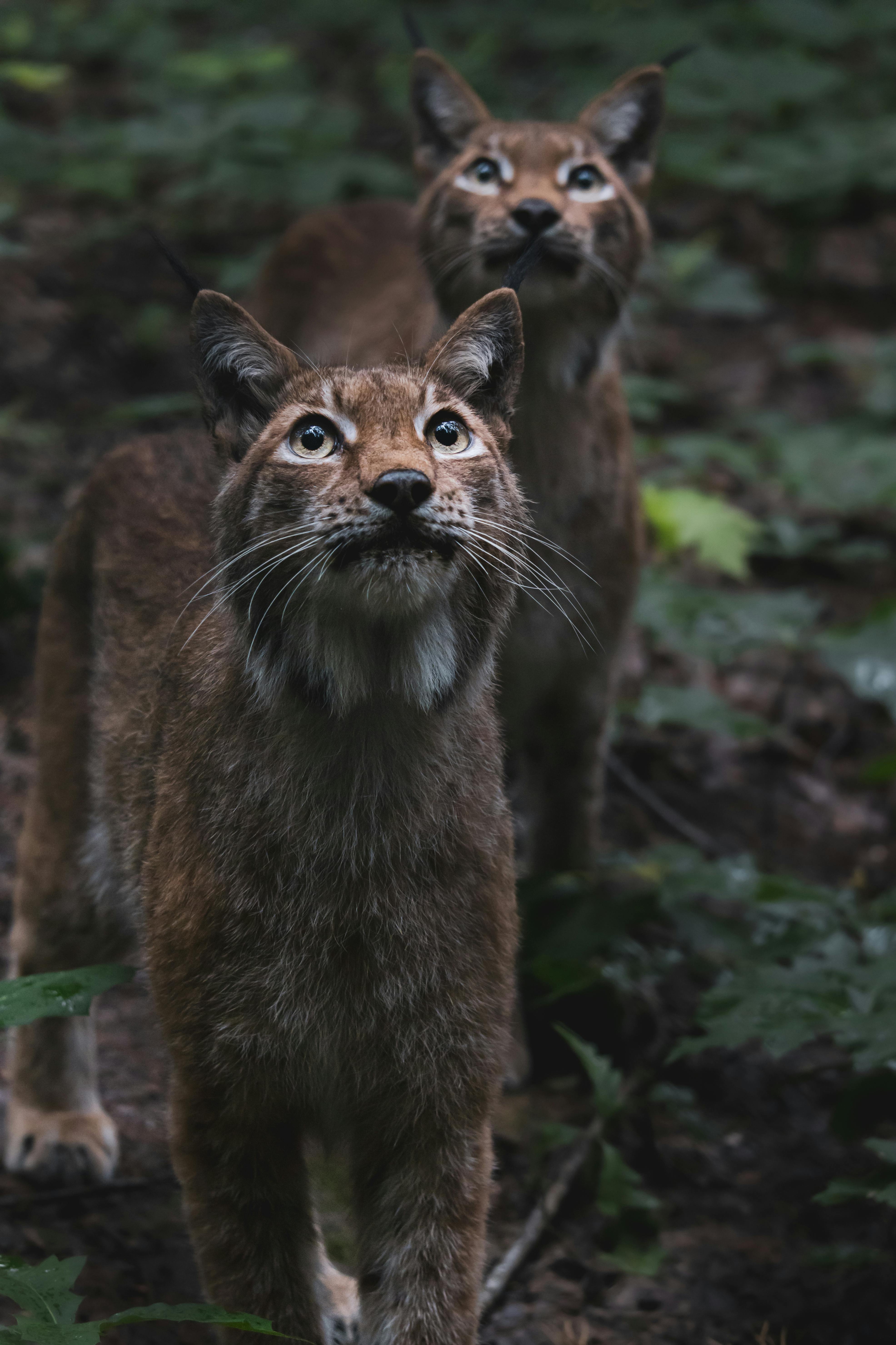 Wild Cats Photos, Download The BEST Free Wild Cats Stock Photos & HD Images