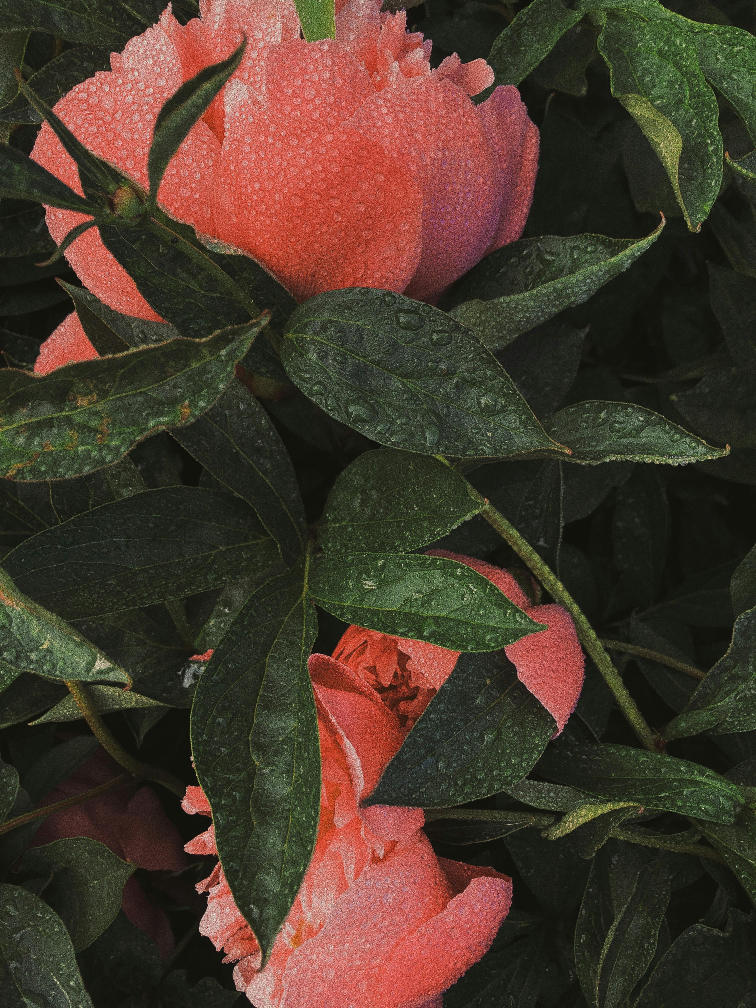 Close-up Photo of a Scarlet Star Flower · Free Stock Photo