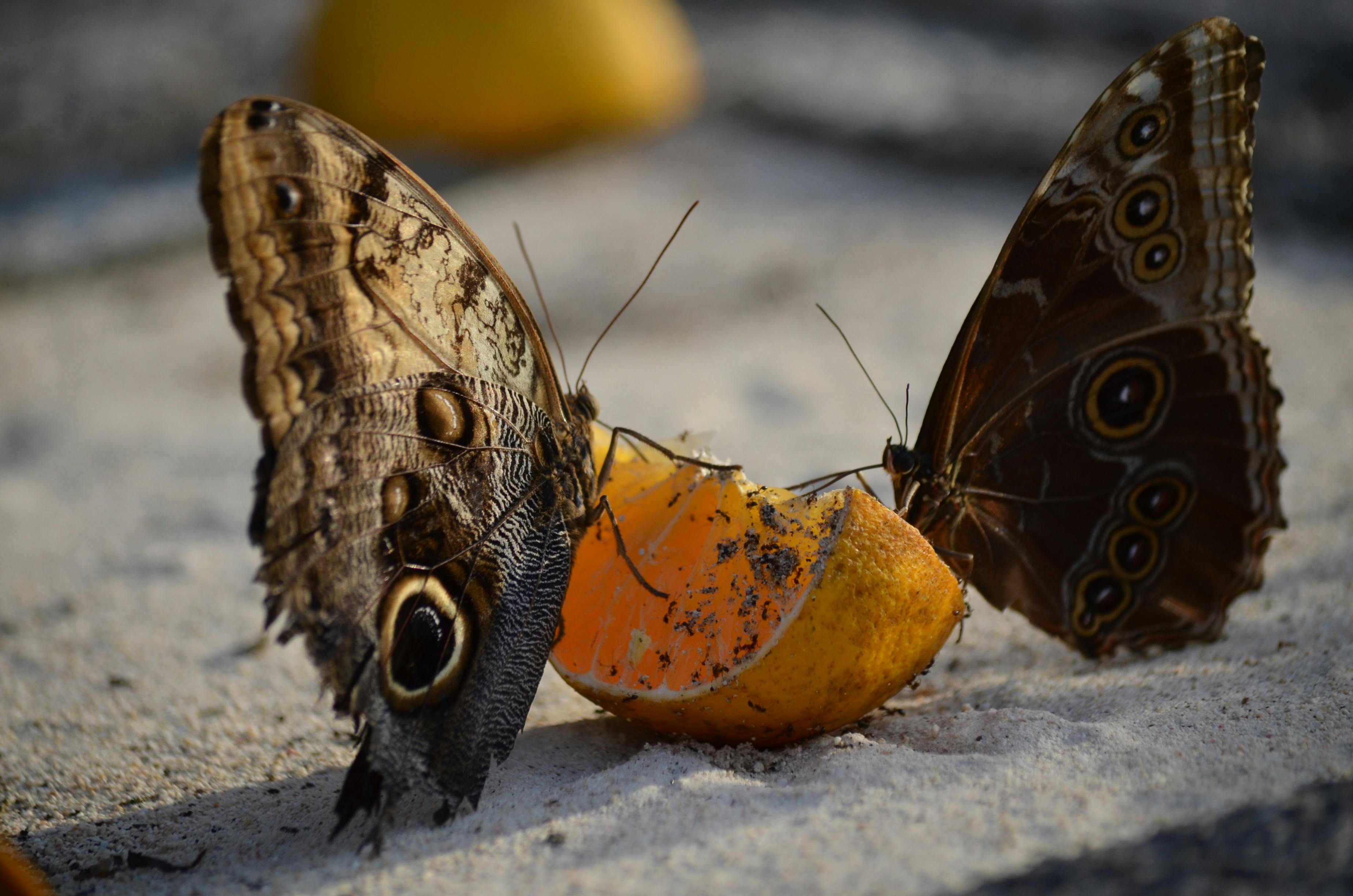 Close-up of Two Butterflies Eating an Orange · Free Stock Photo