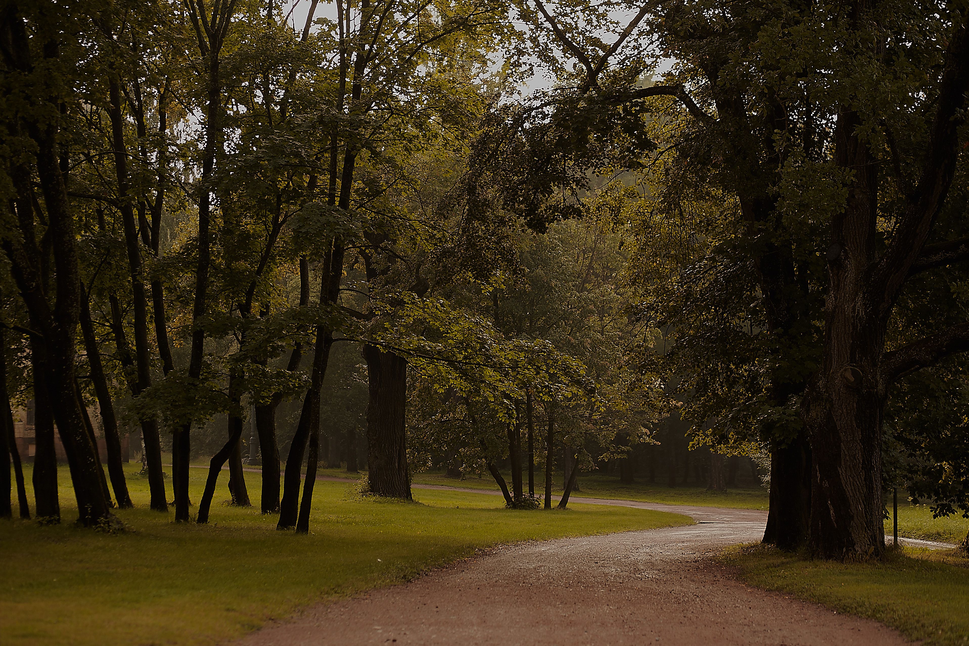 Pathway in the Forest Park · Free Stock Photo