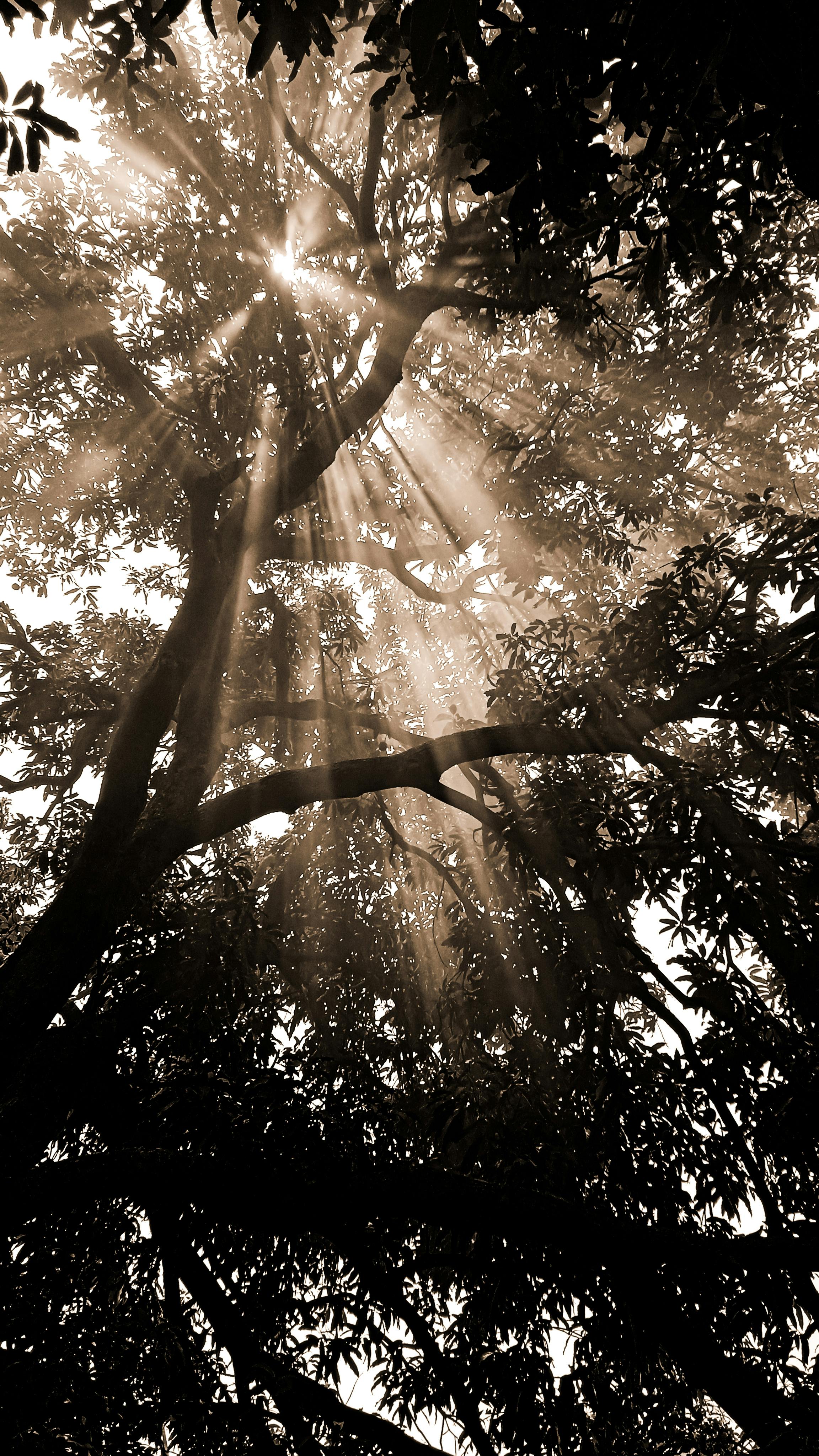 View of Black Trees and Sun · Free Stock Photo