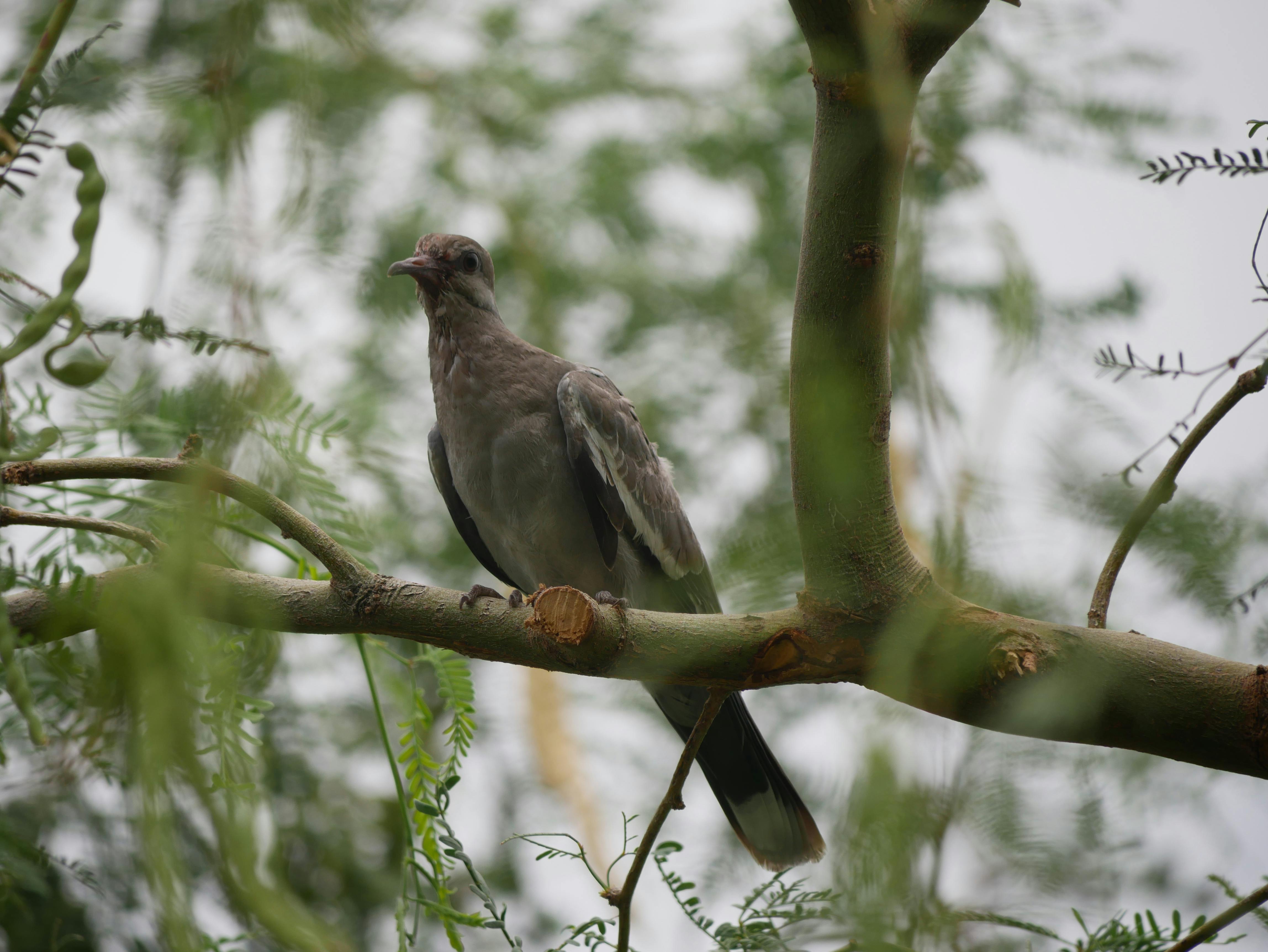 Brown Bird on Tree Branch · Free Stock Photo