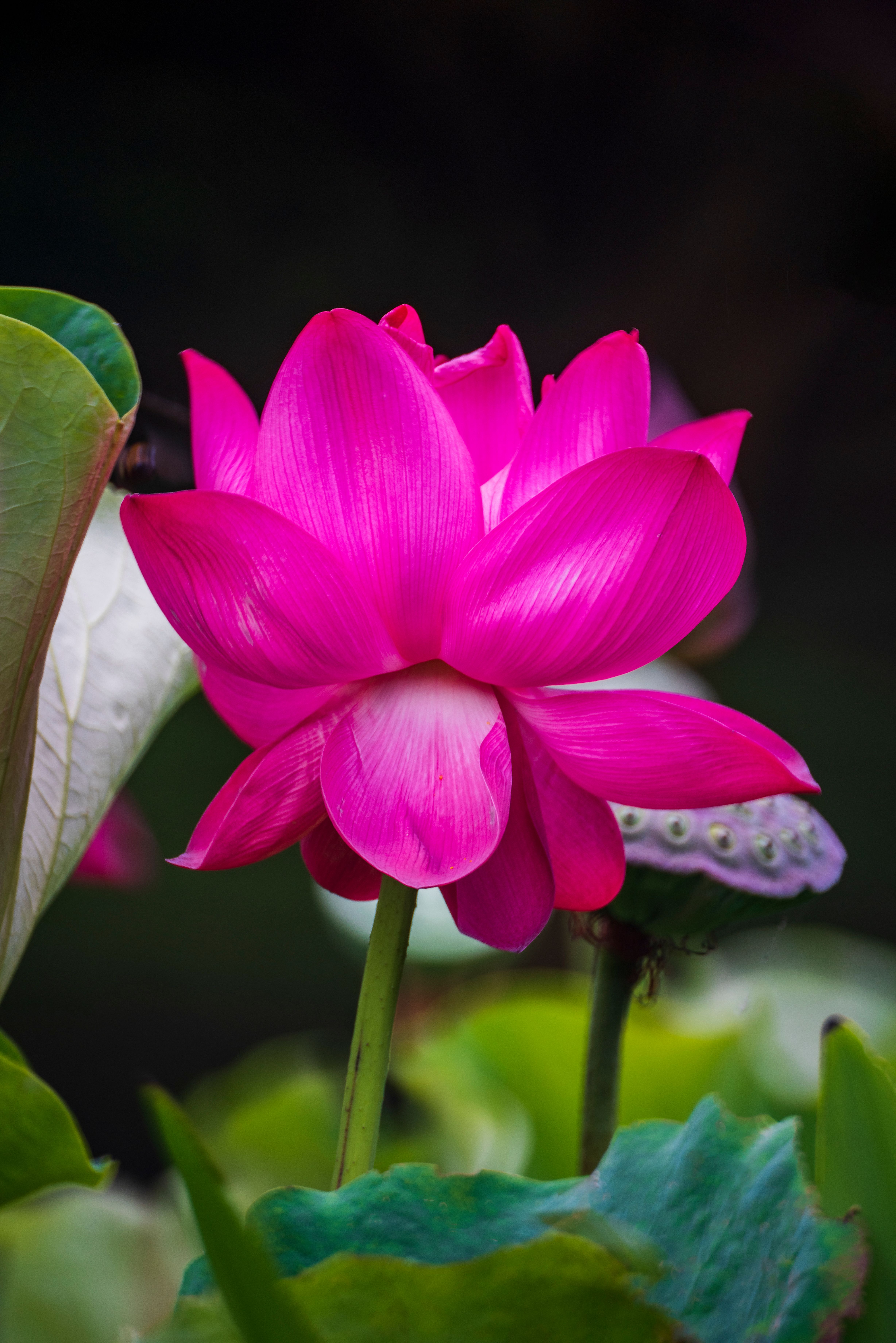 Most Beautiful Lotus Flower