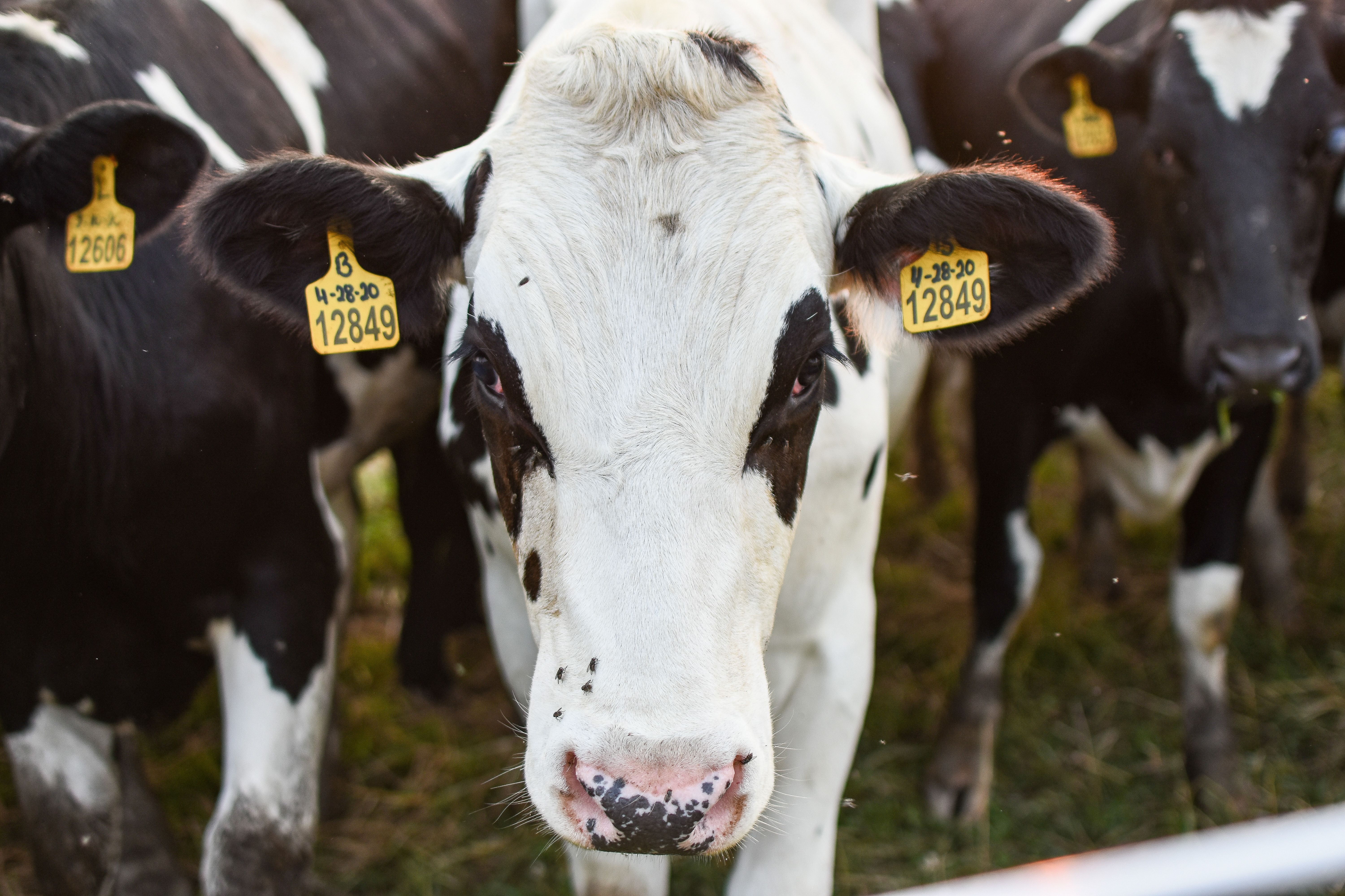 Cows with Ear Tags · Free Stock Photo