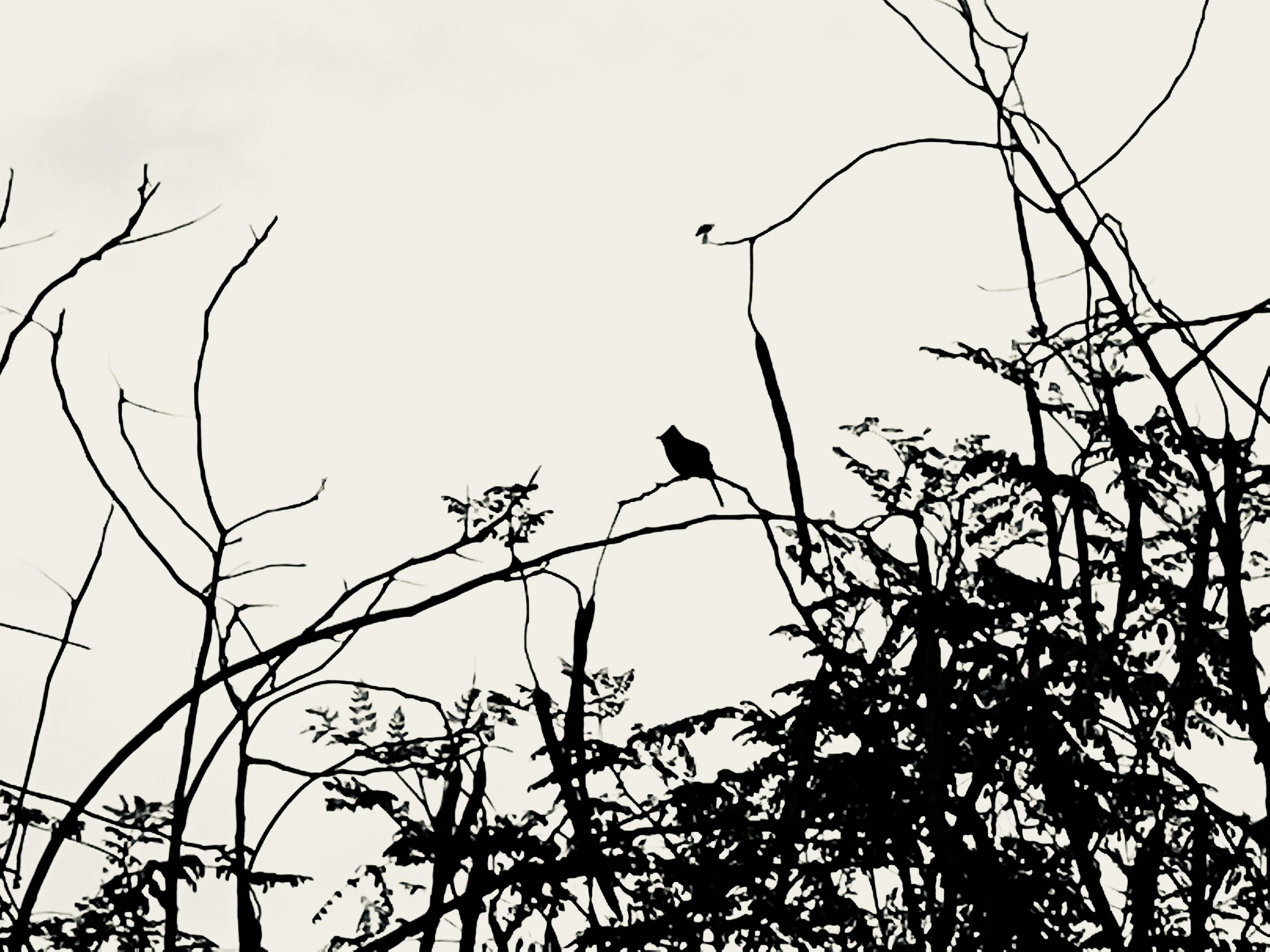 Black And White 4 Photos & Videos Collected by Agga Phyo