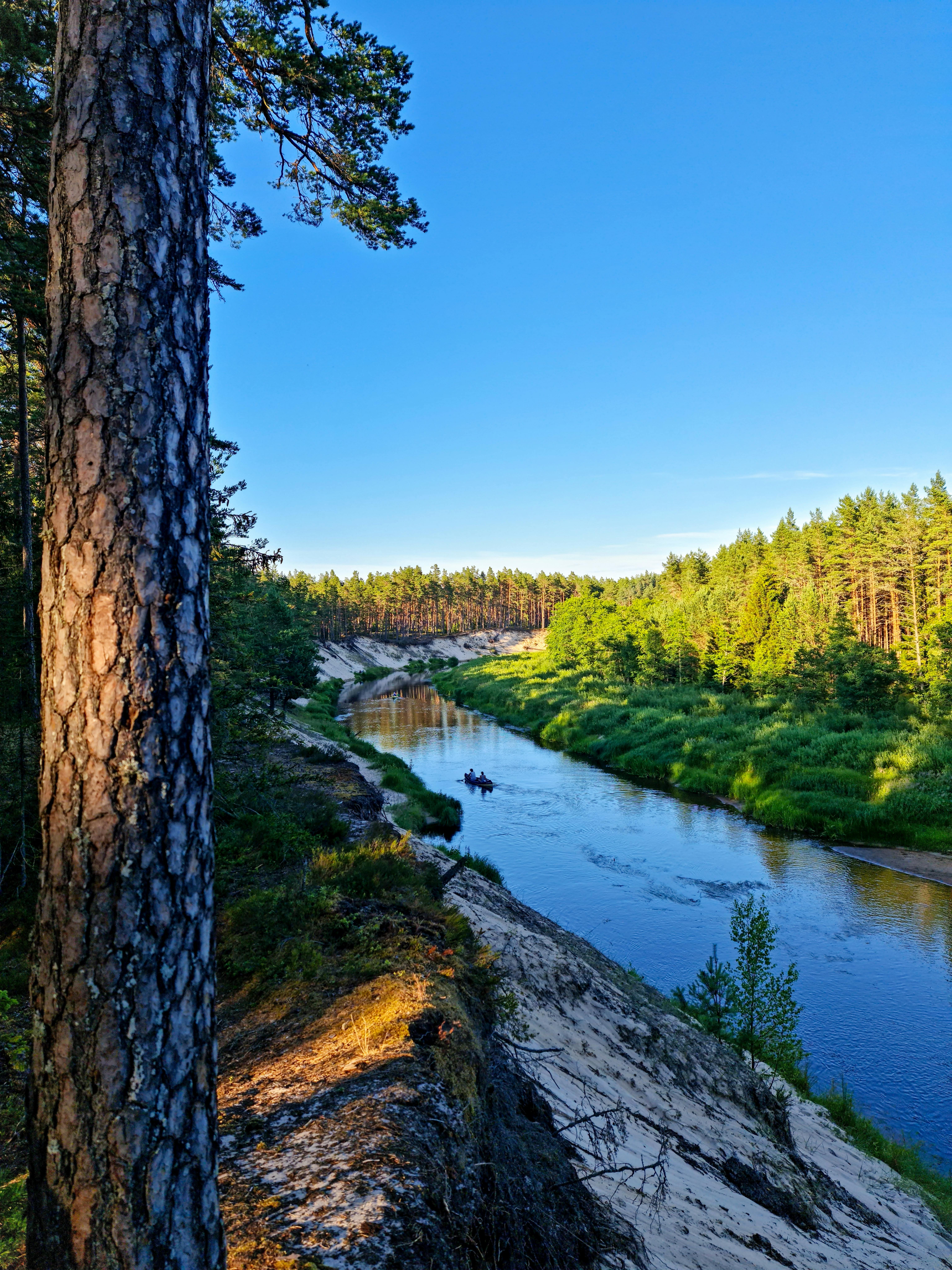 Green Trees Beside a River · Free Stock Photo