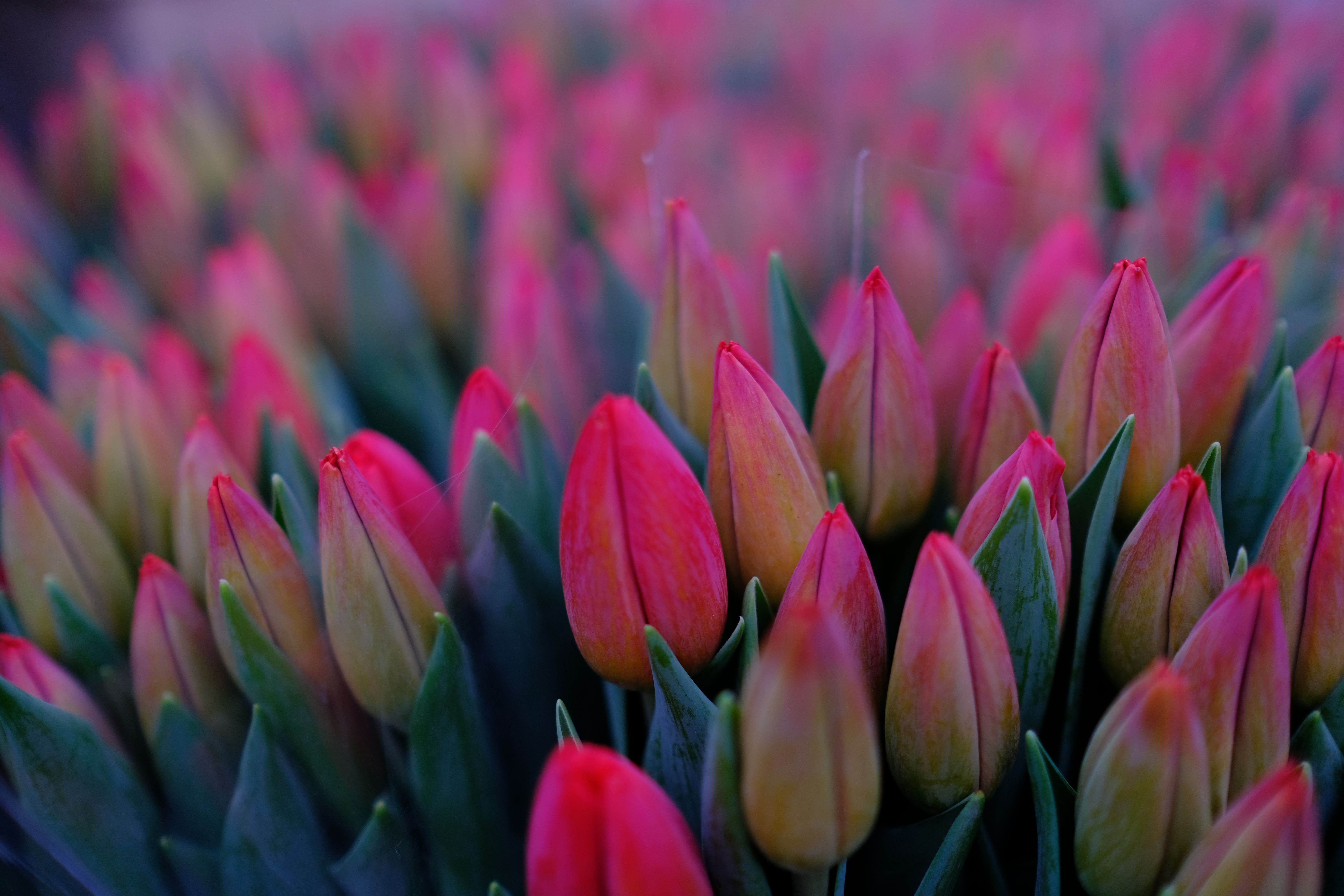 Pink Tulip Flowers Under White Clouds Blue Skies at Daytime · Free ...