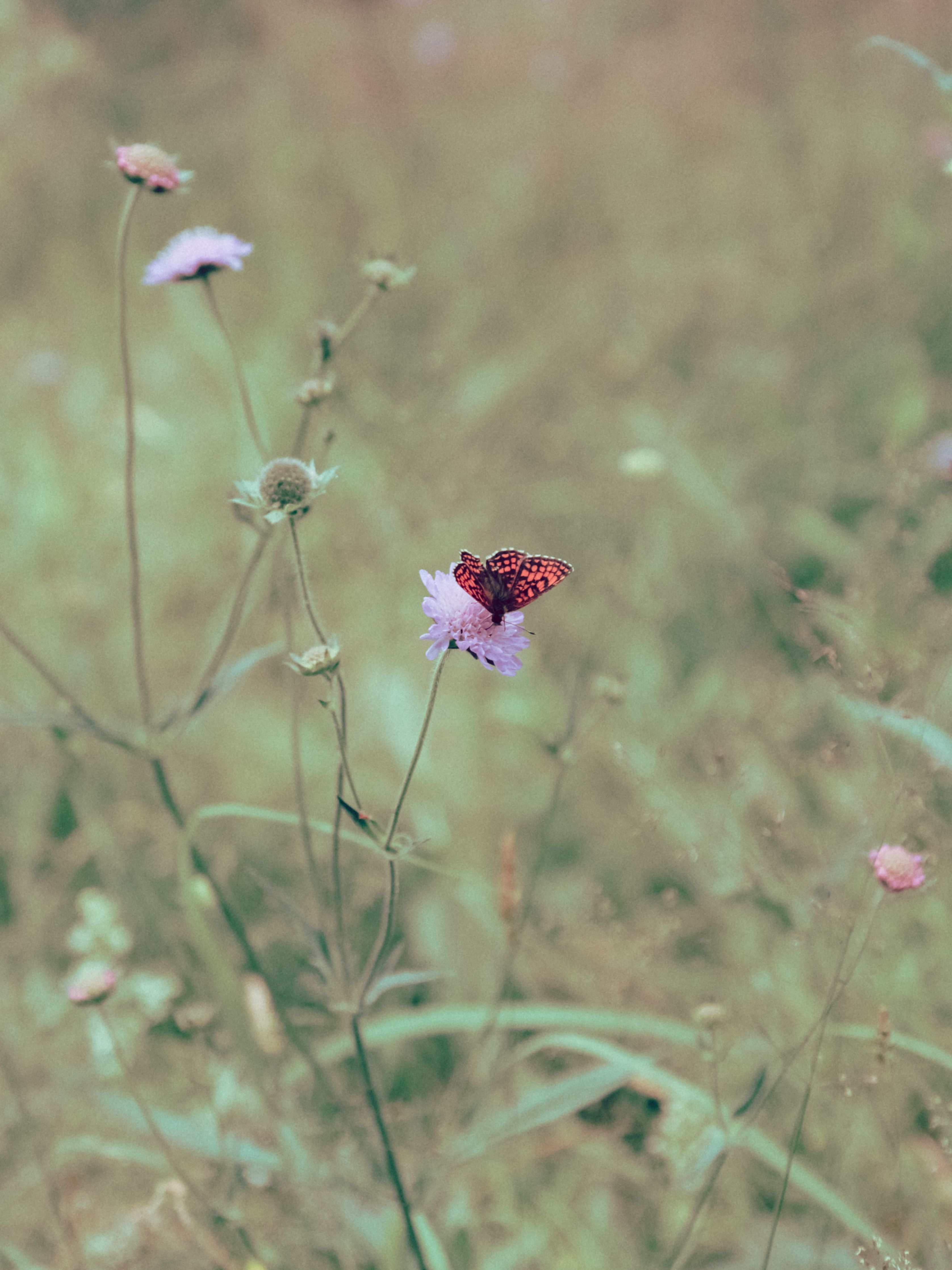 Lock Screen Wallpaper Butterfly Photos, Download The BEST Free Lock ...