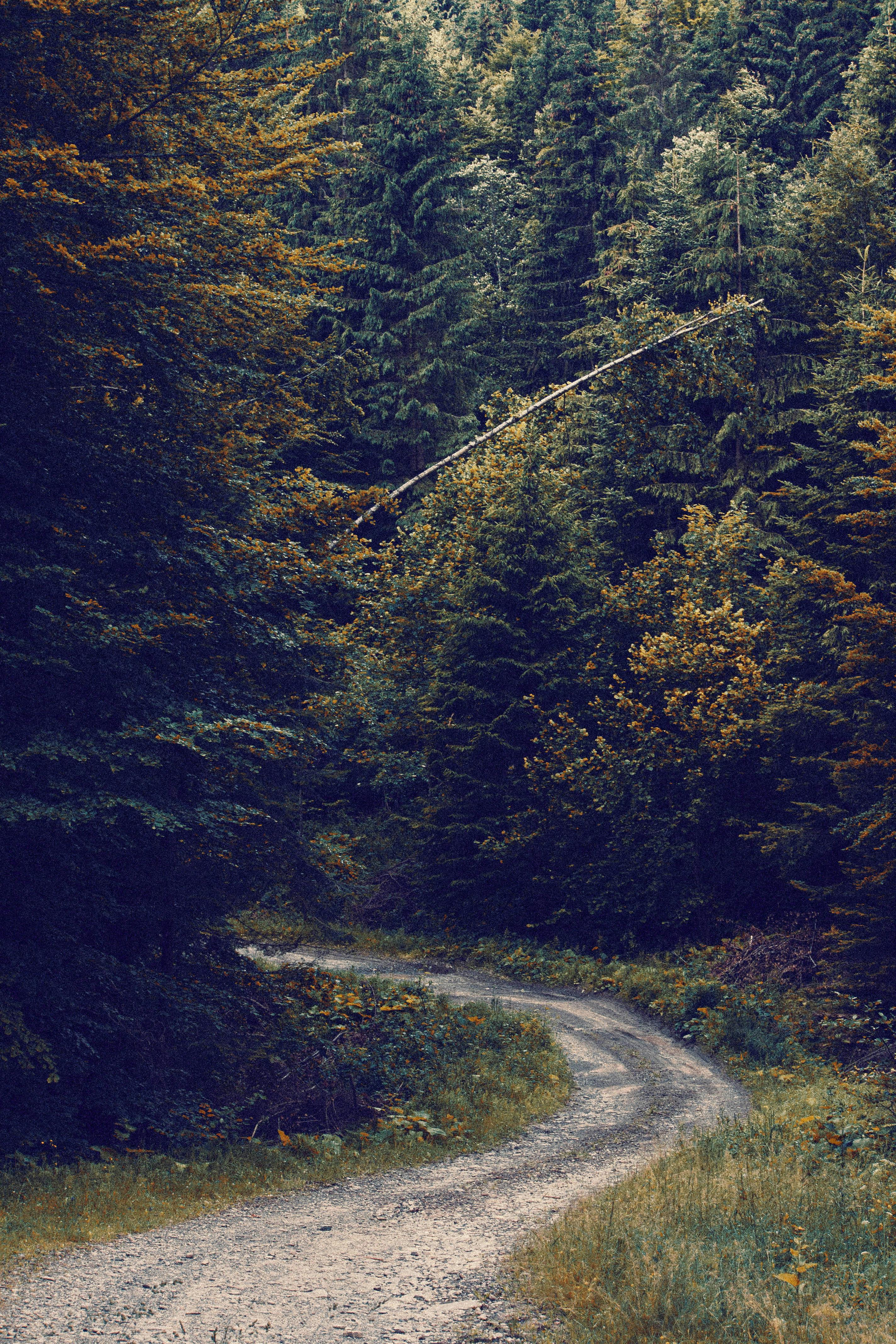 Trees in Forest · Free Stock Photo