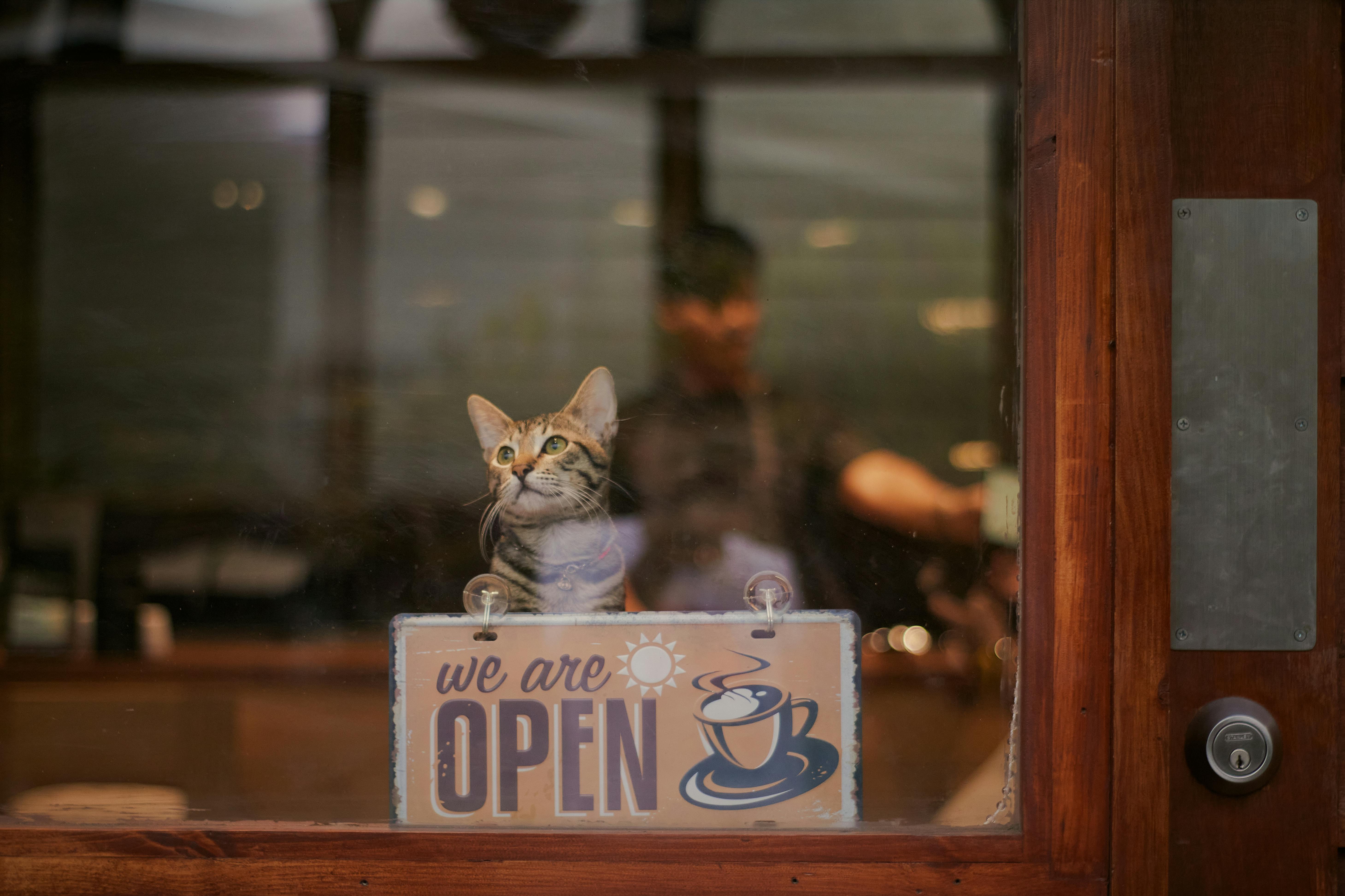 Text Animation Photos, Download The BEST Free Text Animation Stock ...