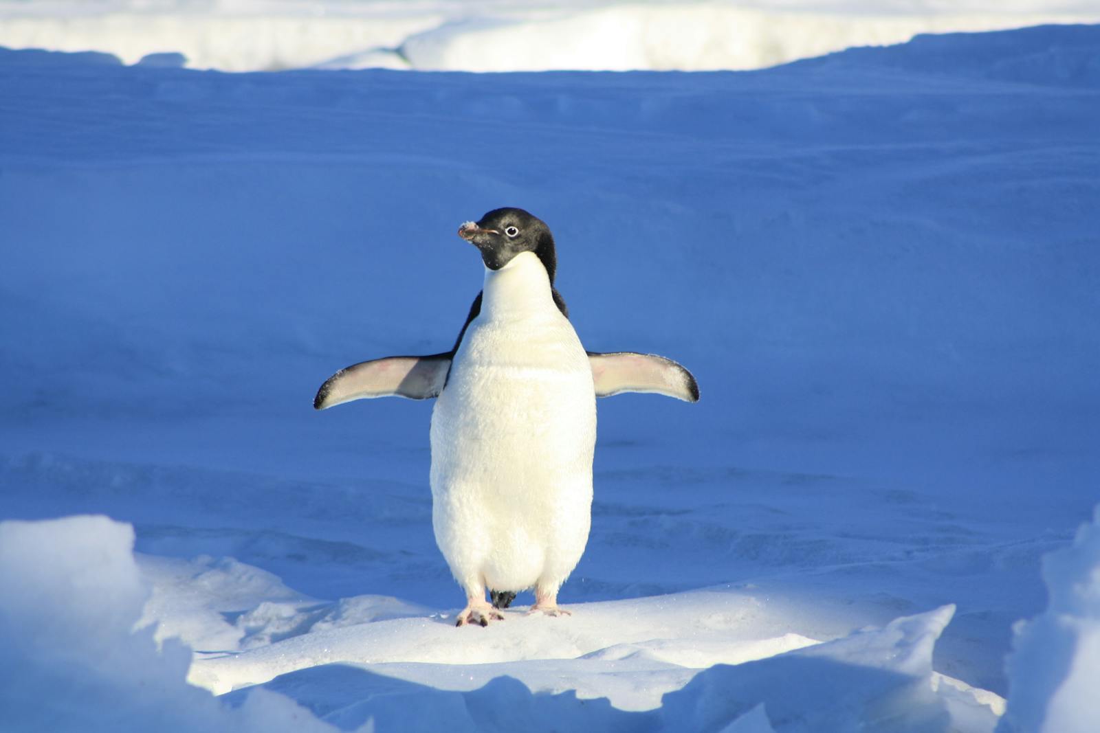 Penguin Photos, Download The BEST Free Penguin Stock Photos & HD Images