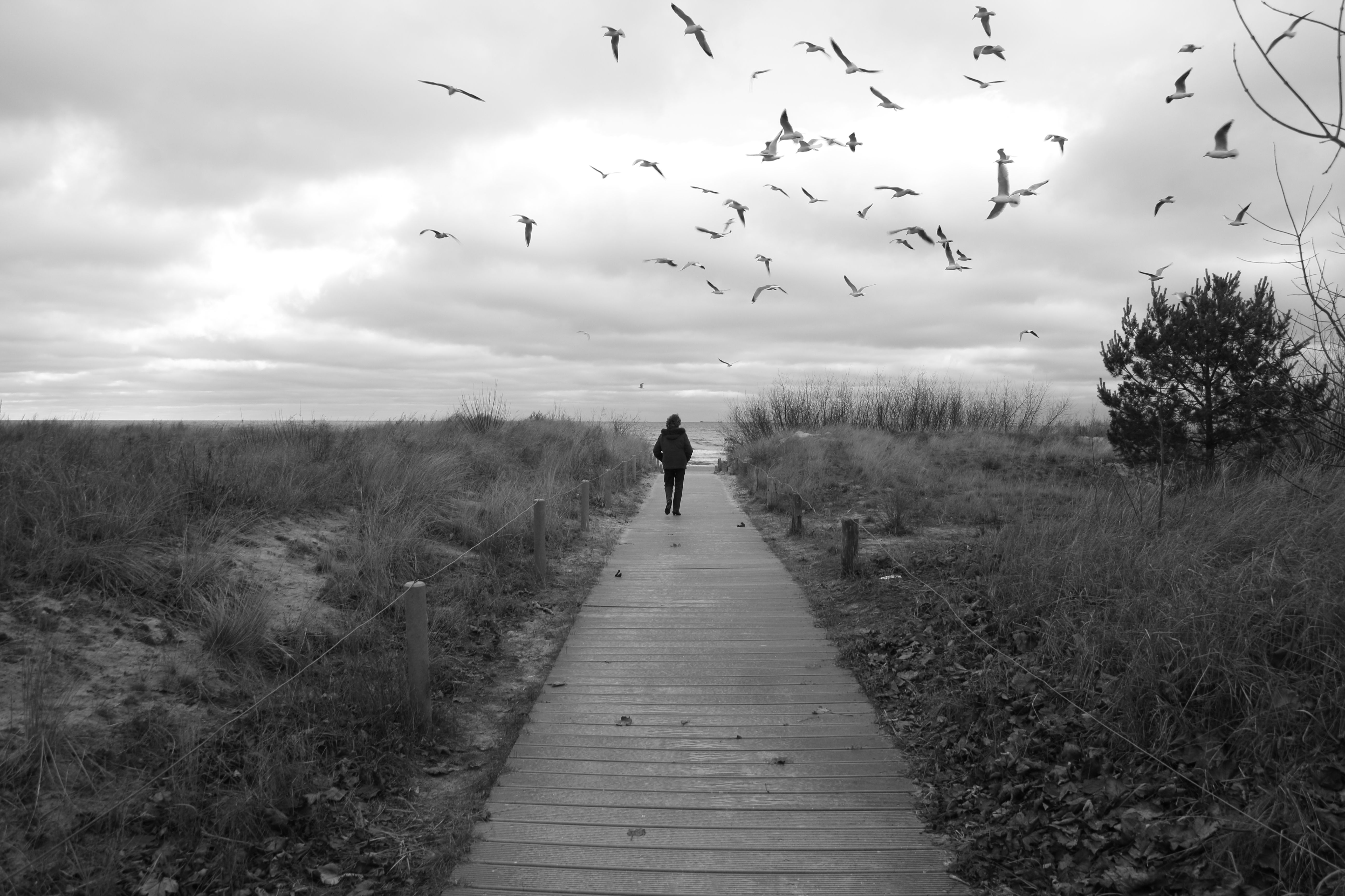 Grayscale Photo of Birds Flying in the Sky · Free Stock Photo