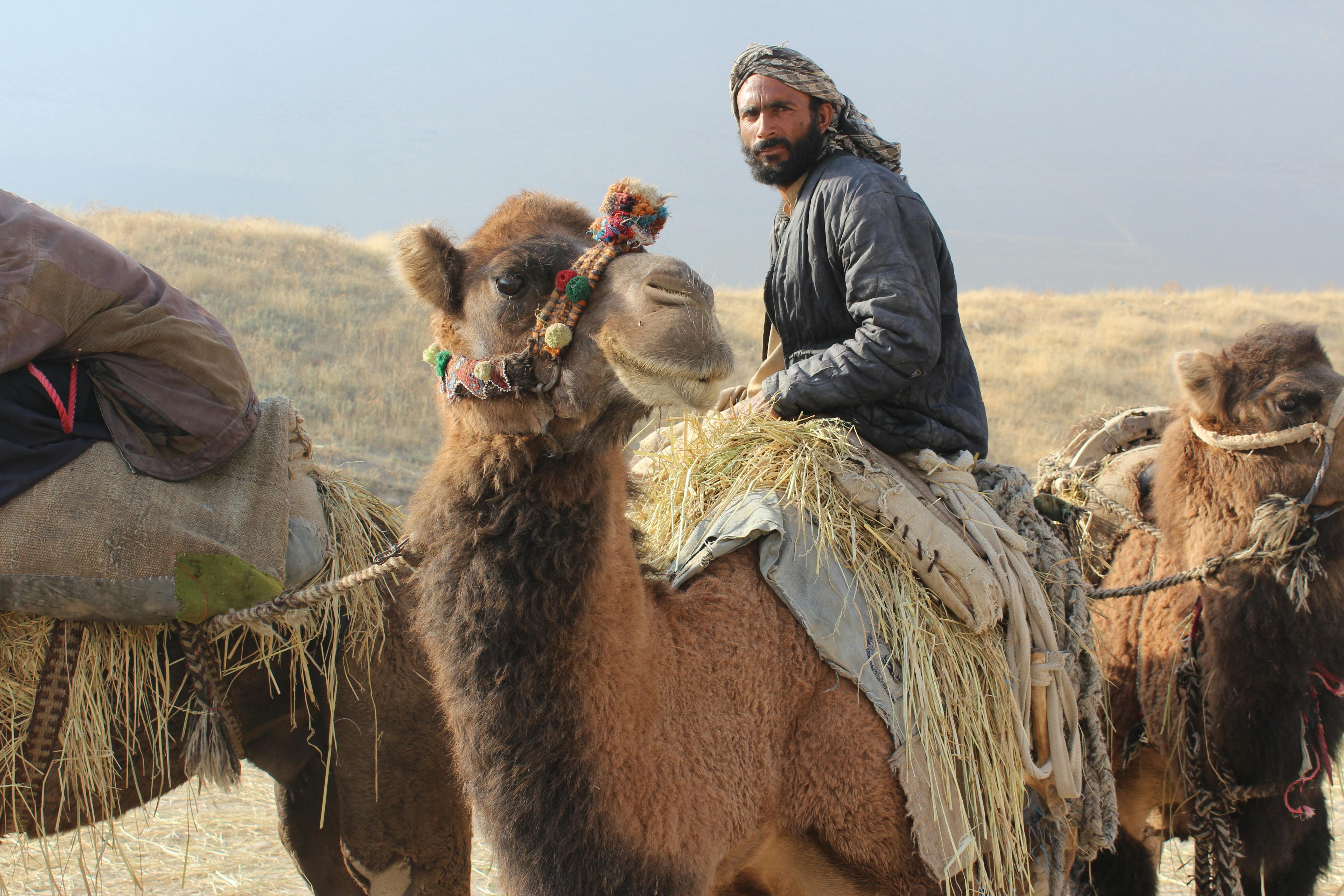 Man with Camels · Free Stock Photo