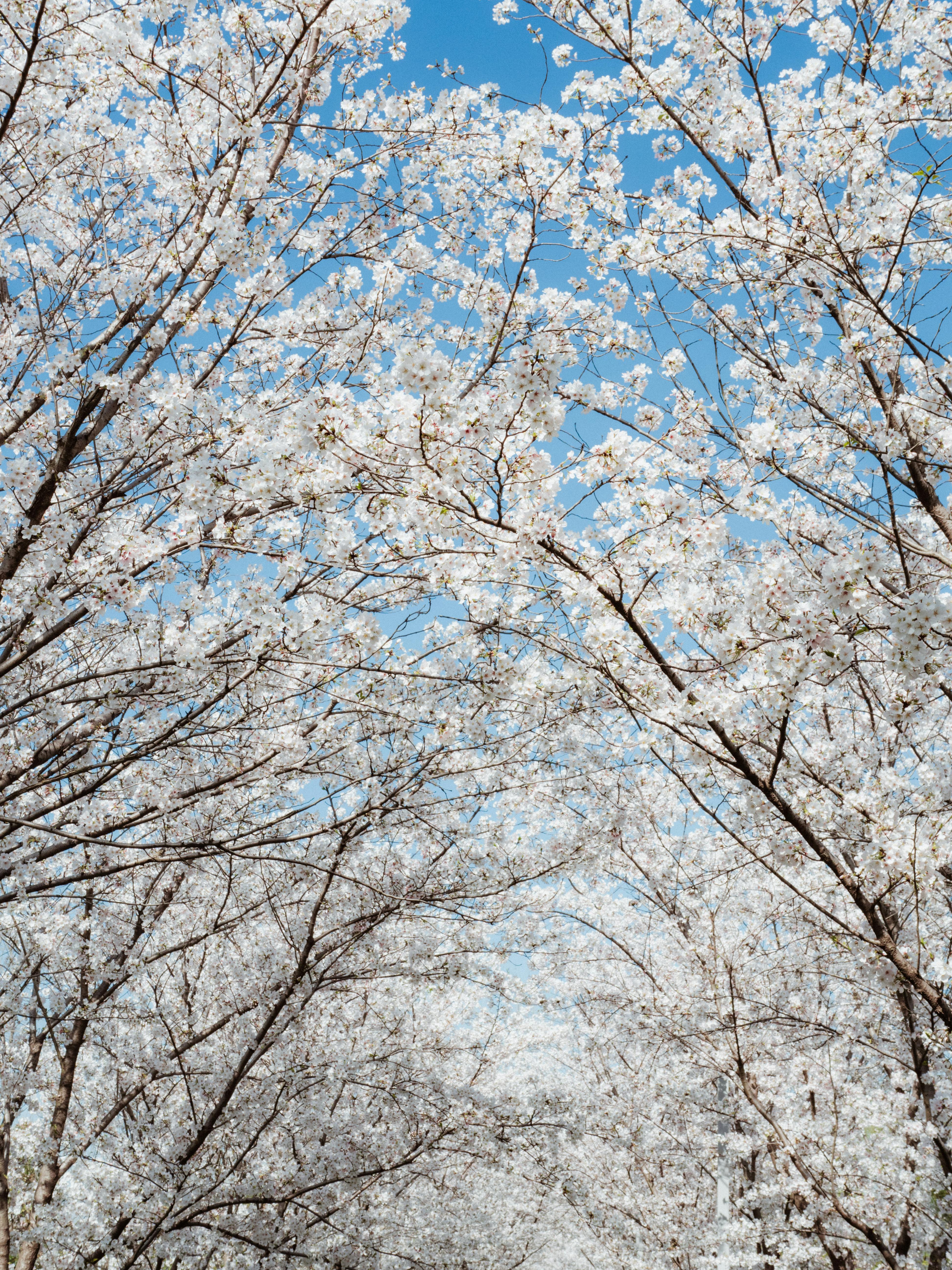 White Flowering Trees Under a Blue Sky · Free Stock Photo