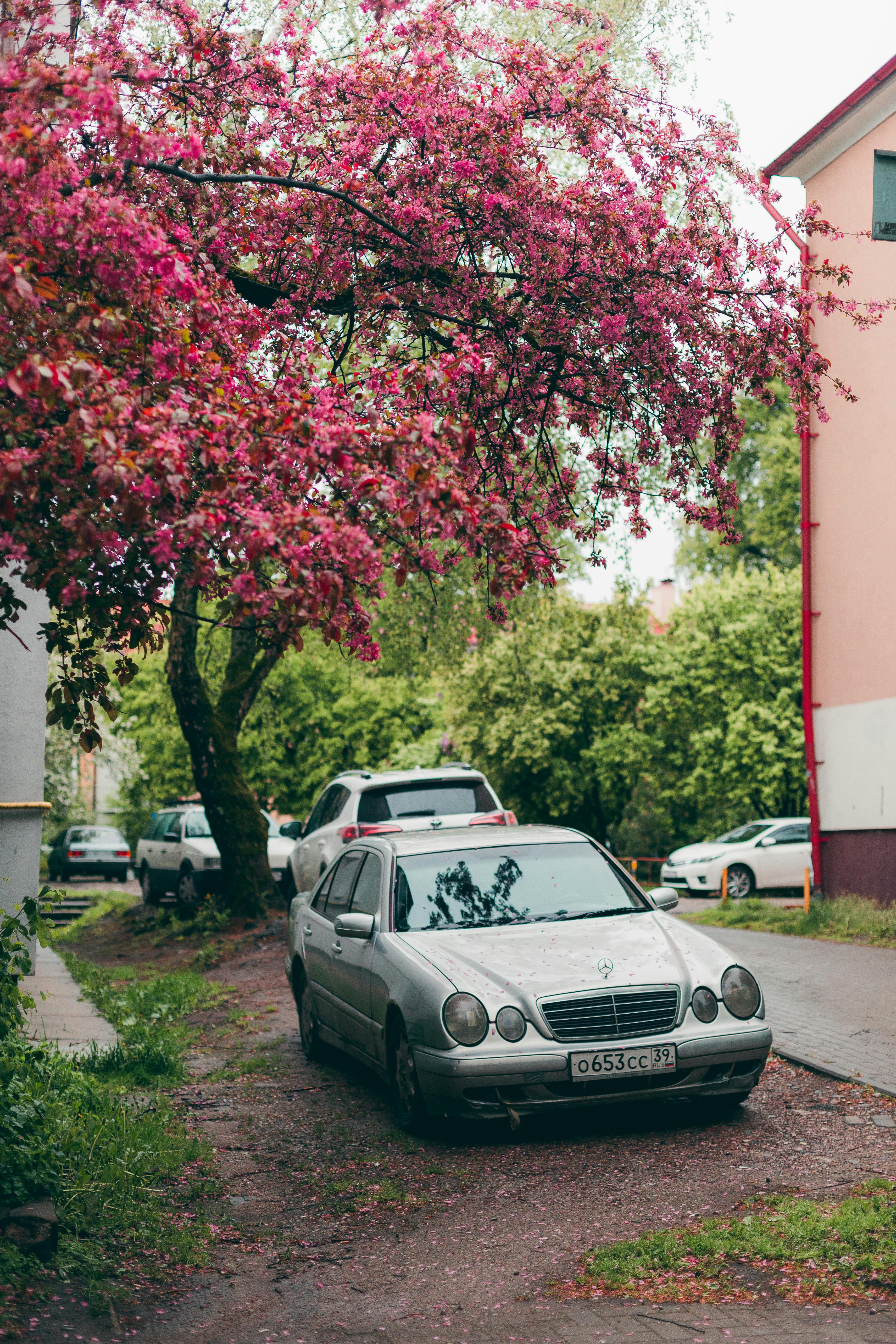 Silver Car Parked Under the Tree · Free Stock Photo
