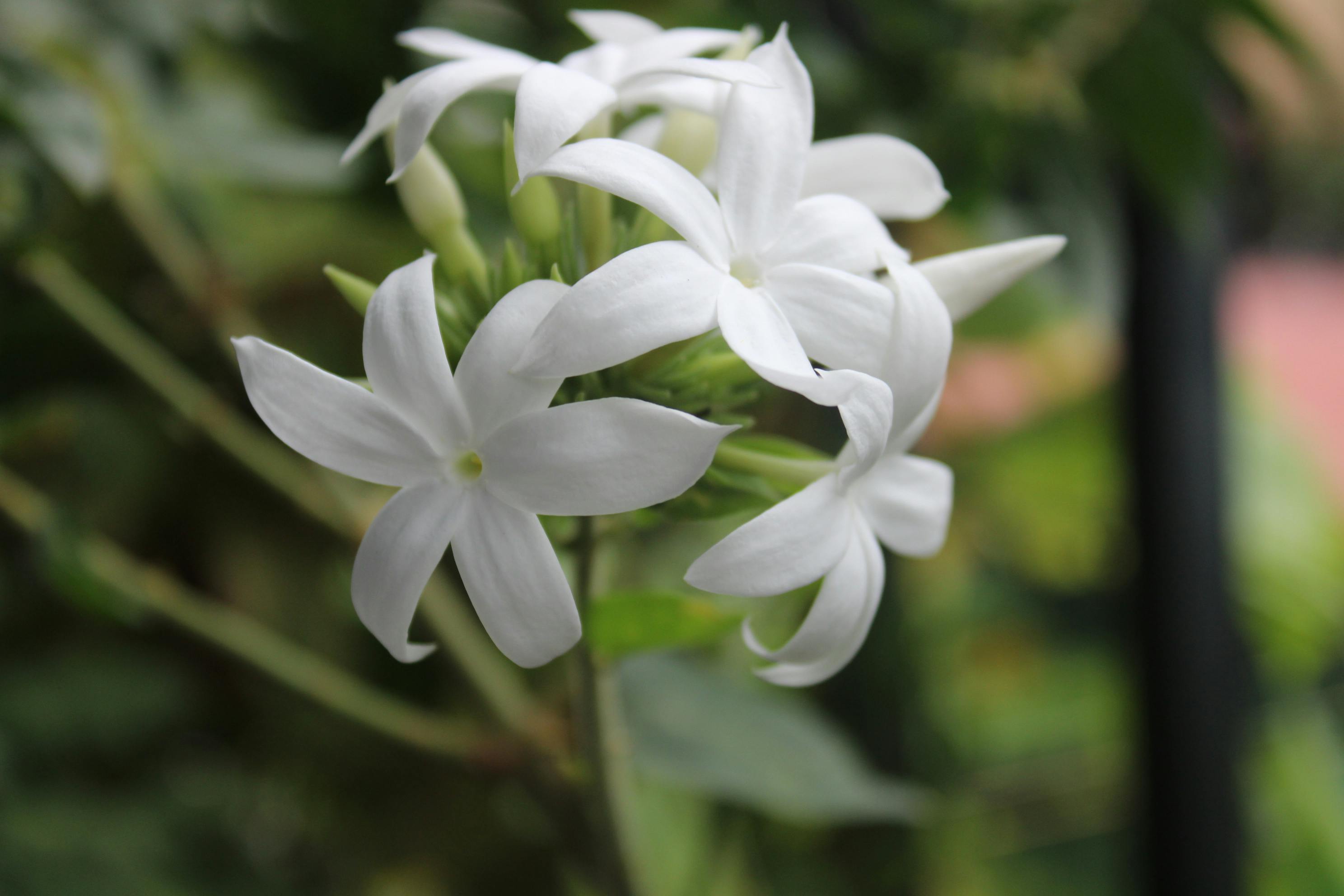 Pea Leaves in Garden · Free Stock Photo