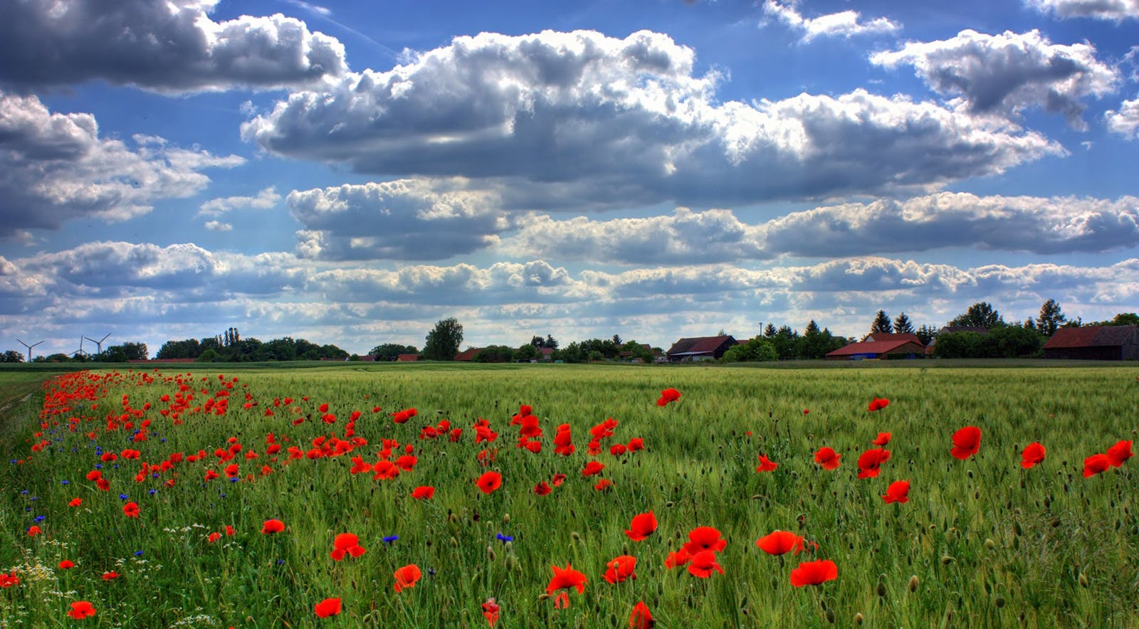 Poppies Photos, Download The BEST Free Poppies Stock Photos & HD Images