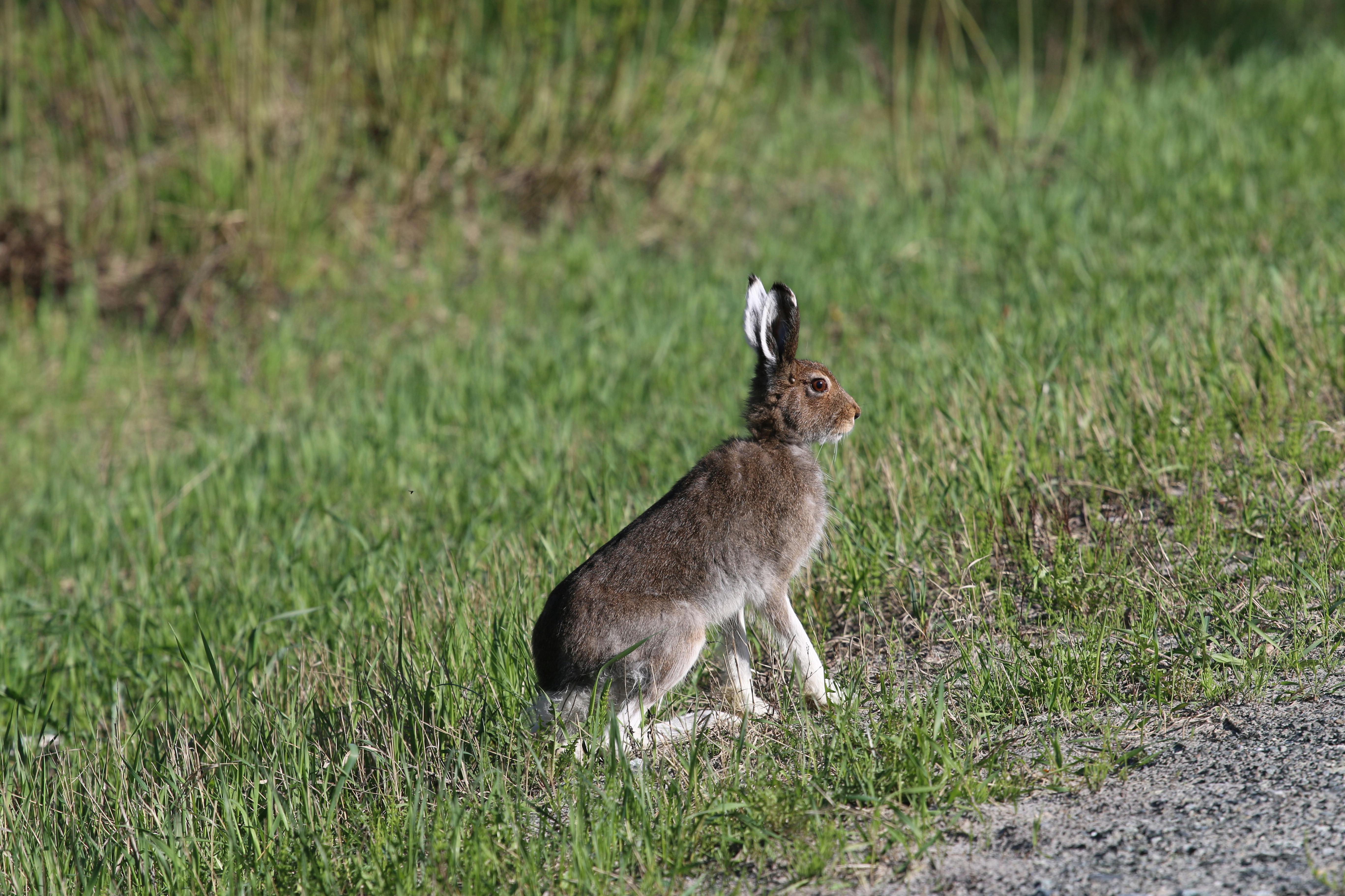 Very Alert Hare Photos, Download The BEST Free Very Alert Hare Stock ...