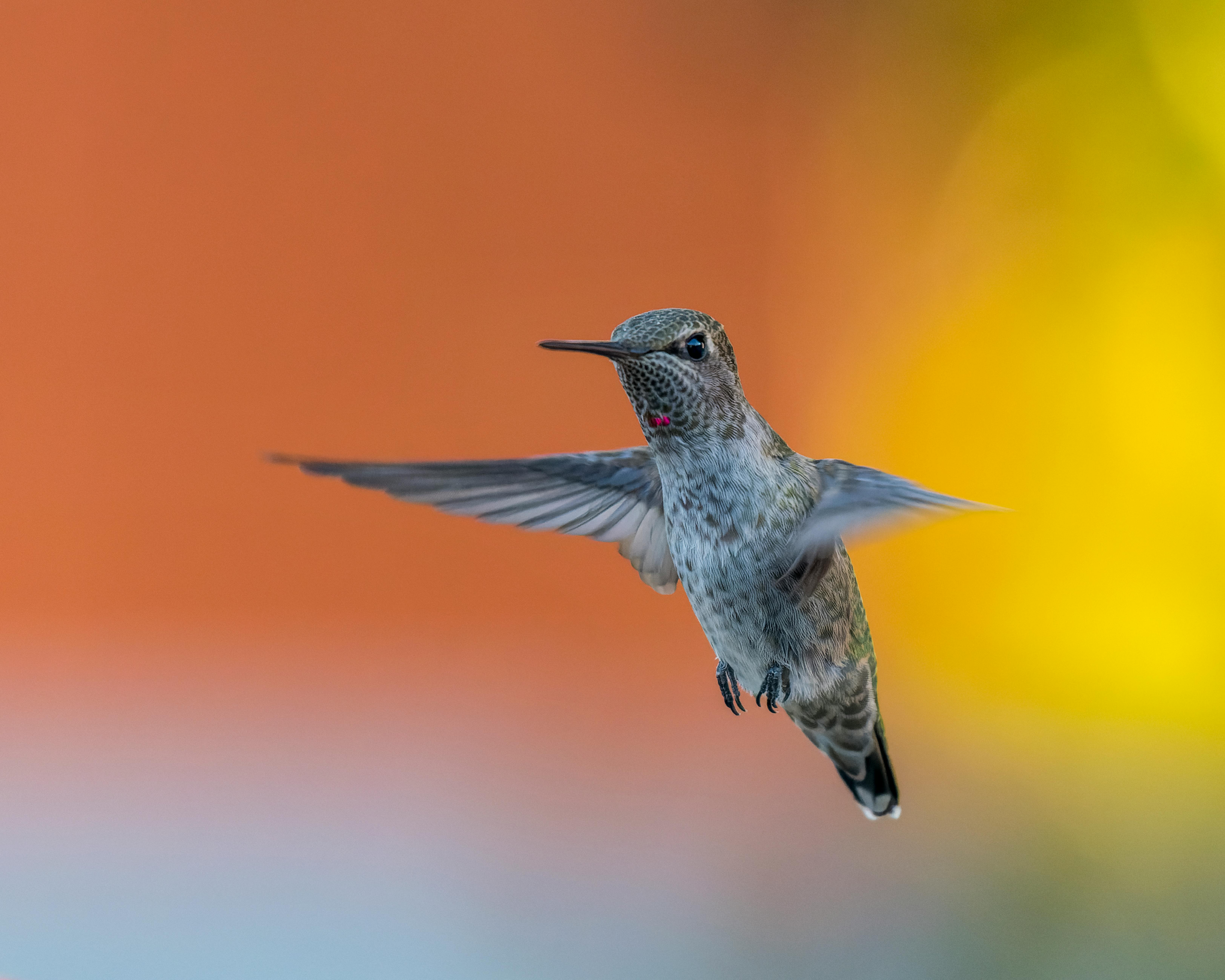 Focus Photography of Flying Hummingbird · Free Stock Photo