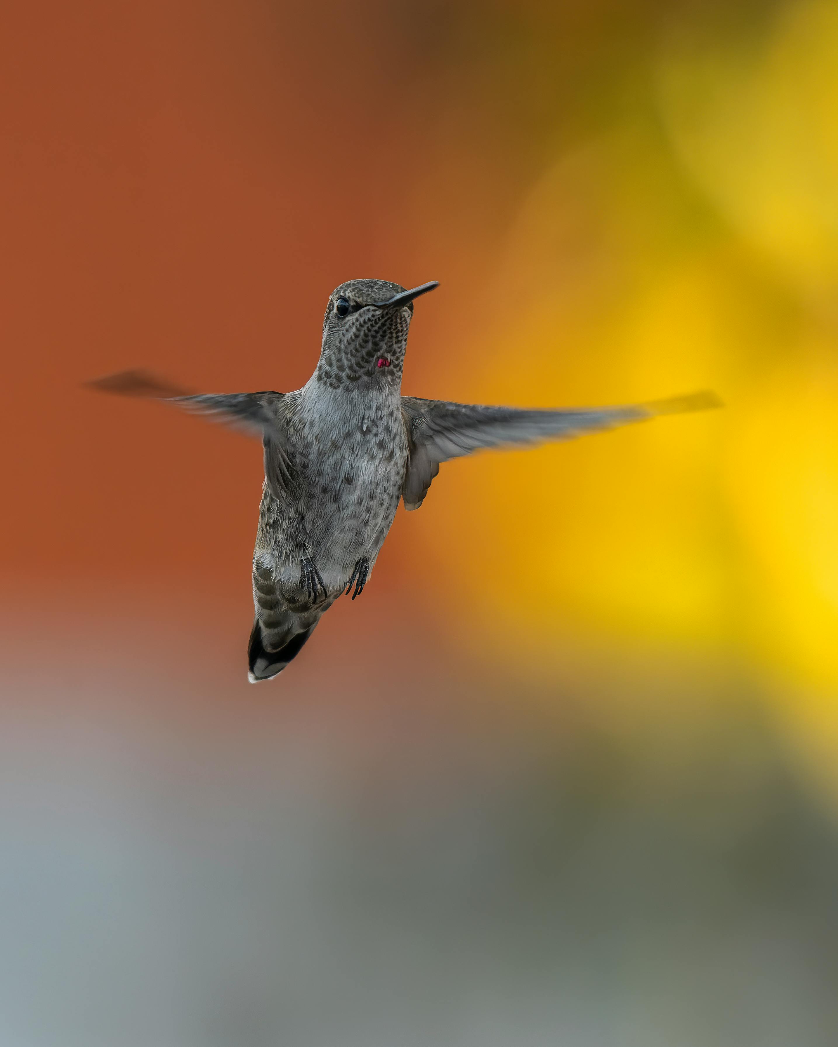 Focus Photography of Flying Hummingbird · Free Stock Photo