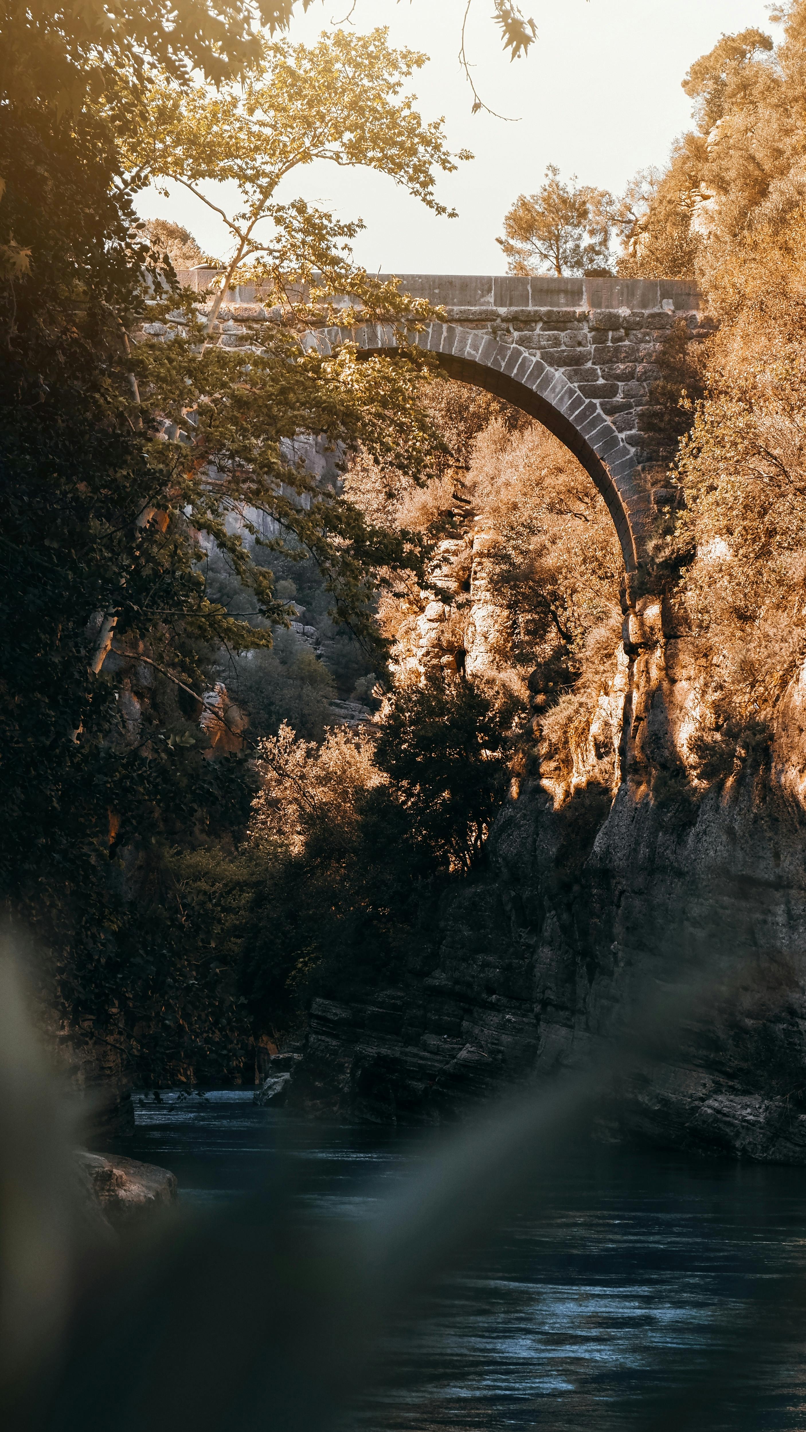 A Bridge in a Dark Forest · Free Stock Photo