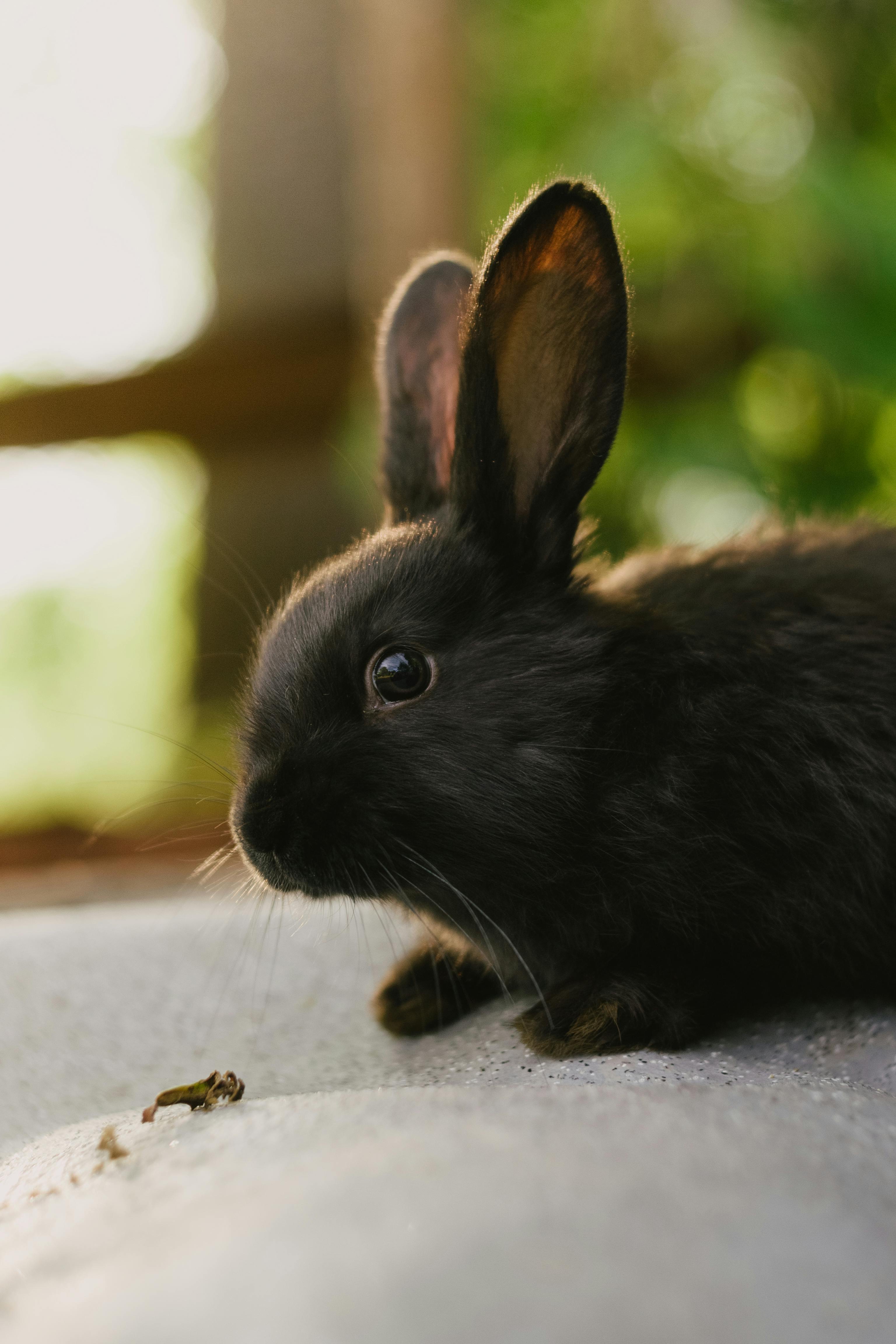 80,000+ Best Black Rabbit Photos · 100% Free Download · Pexels Stock Photos