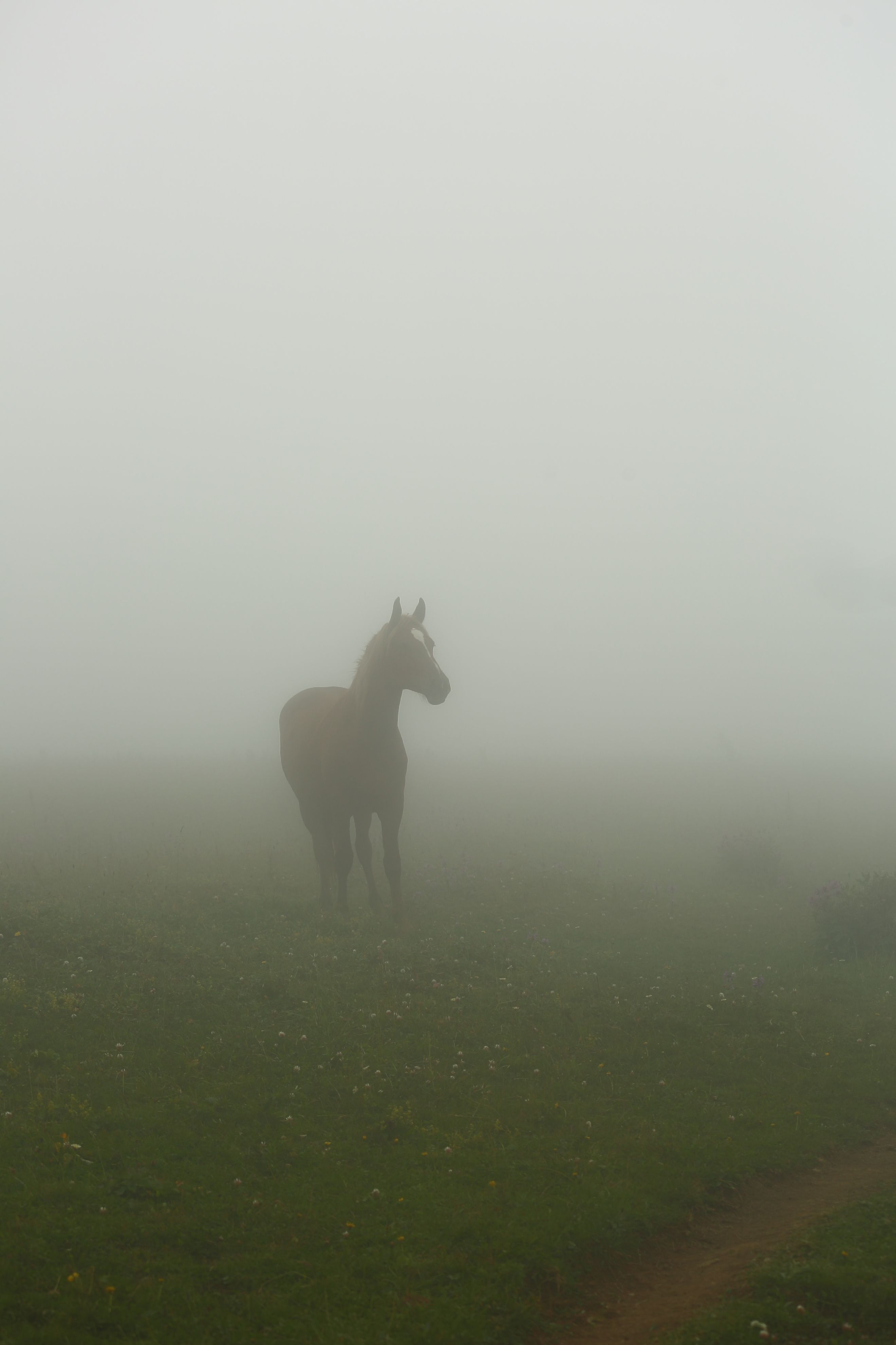 Horse Near Trees · Free Stock Photo