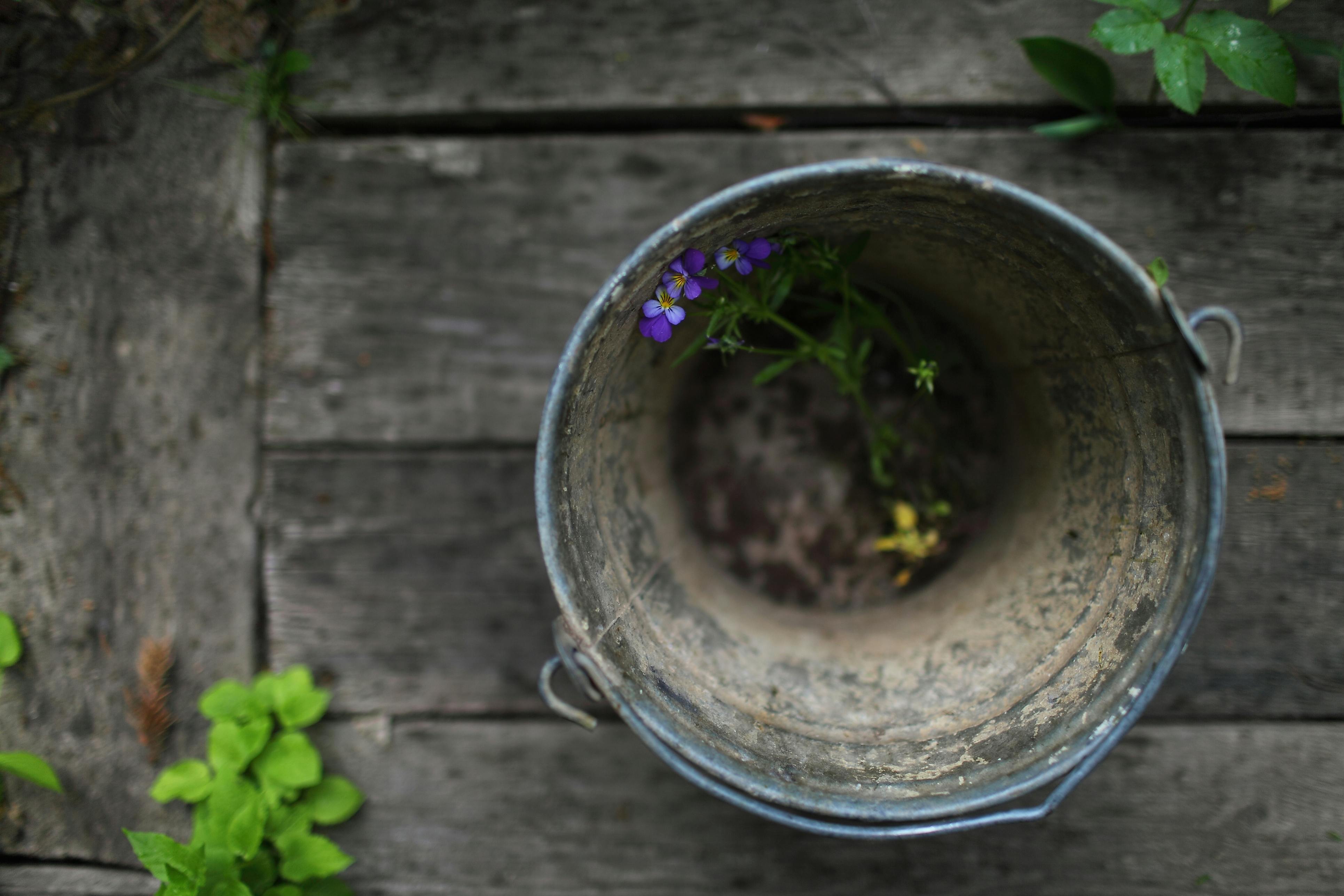 Acerous Photos, Download The BEST Free Acerous Stock Photos & HD Images