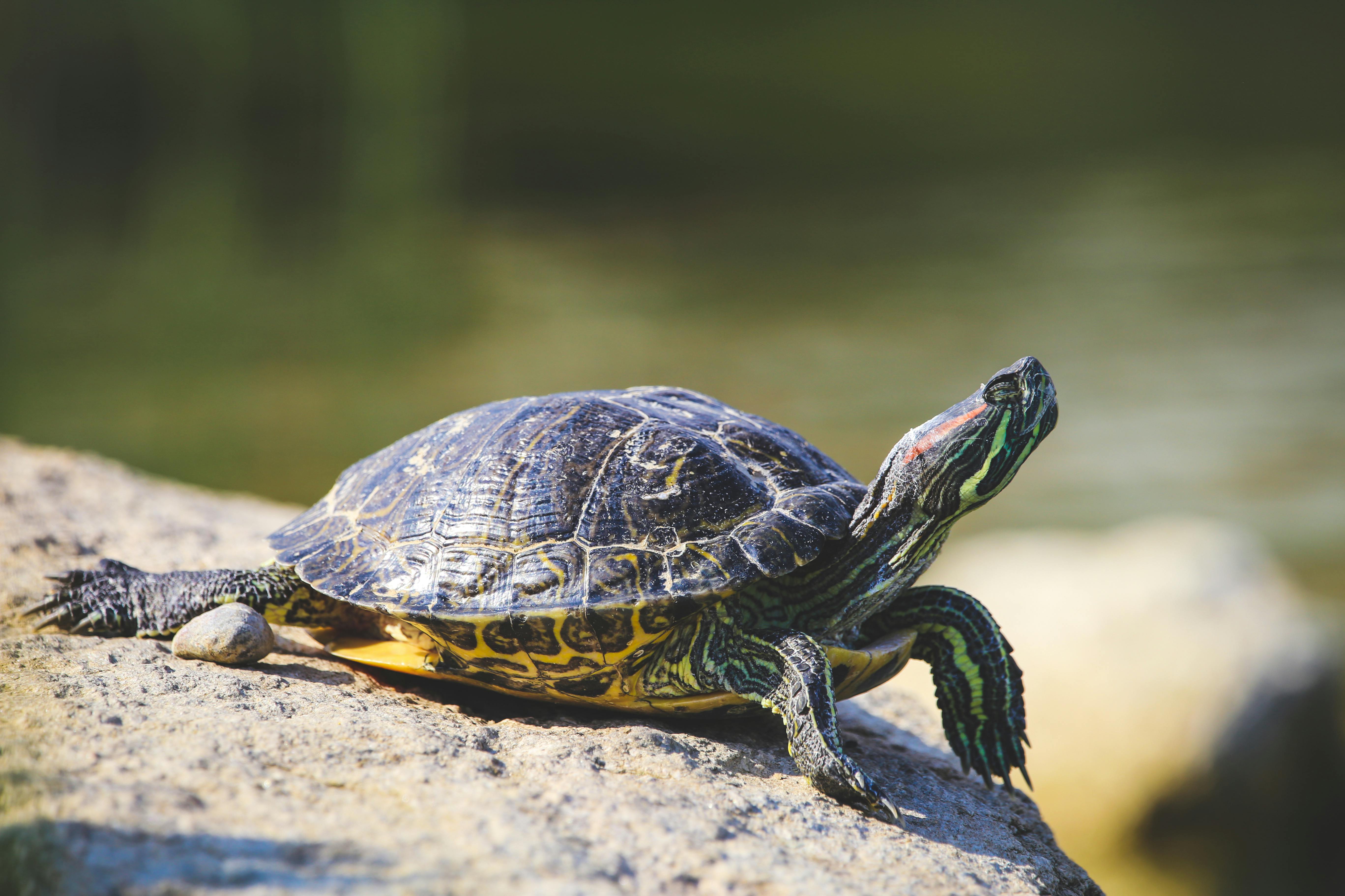 Close-up Shot of African Spurred Tortoise · Free Stock Photo