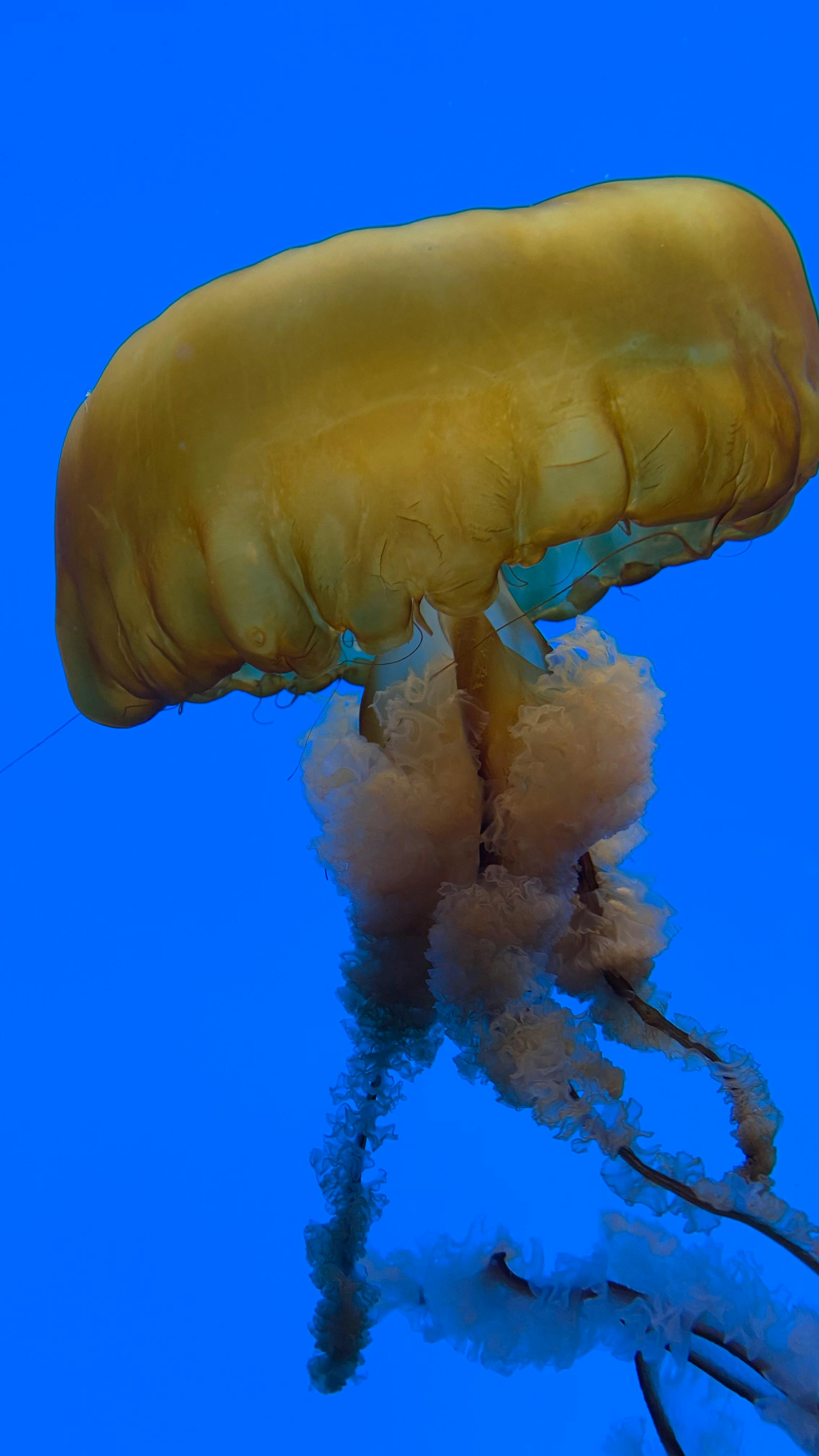 Photo of Jellyfish Underwater · Free Stock Photo