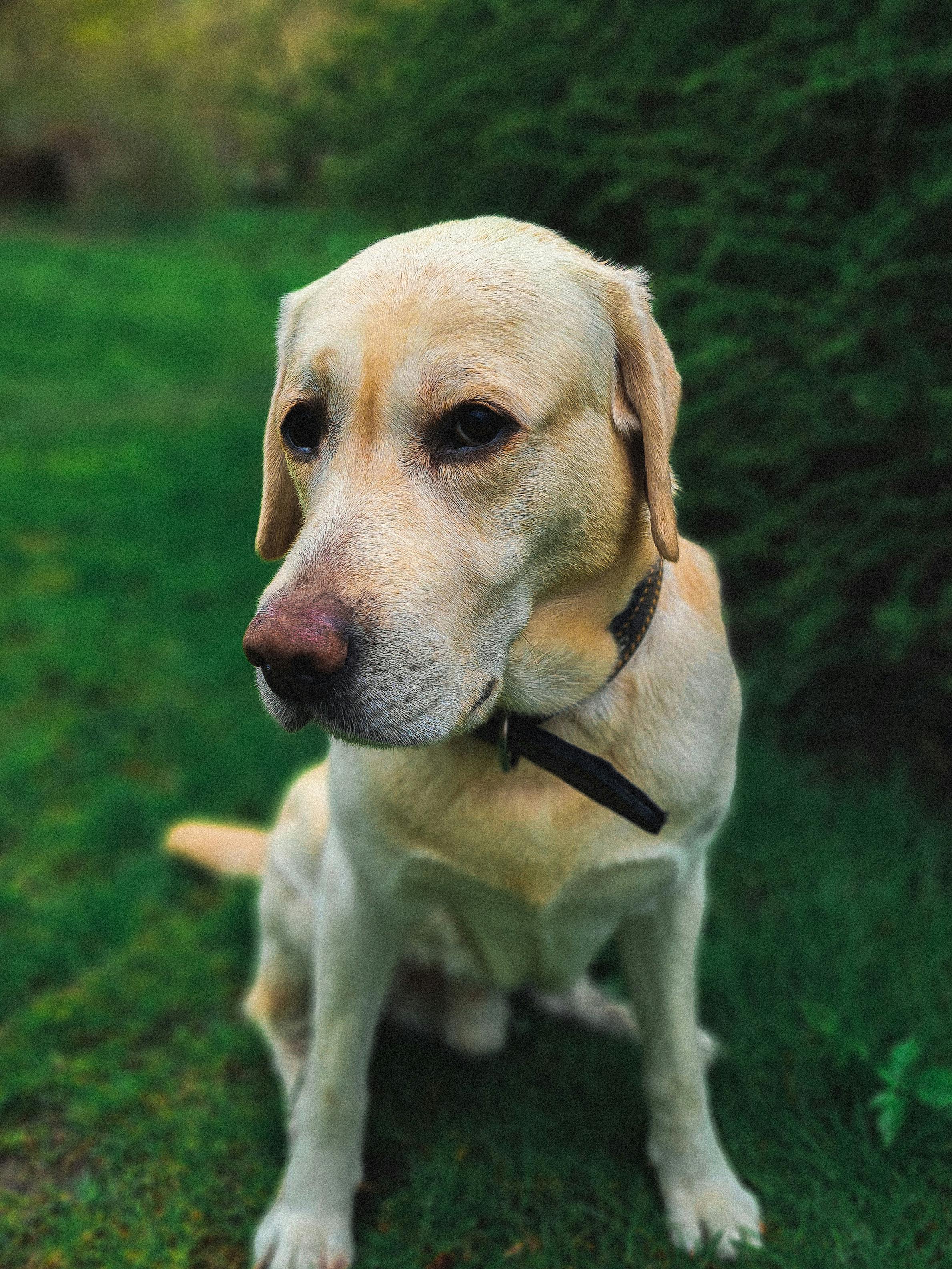 Close Up Photo of Dogs · Free Stock Photo