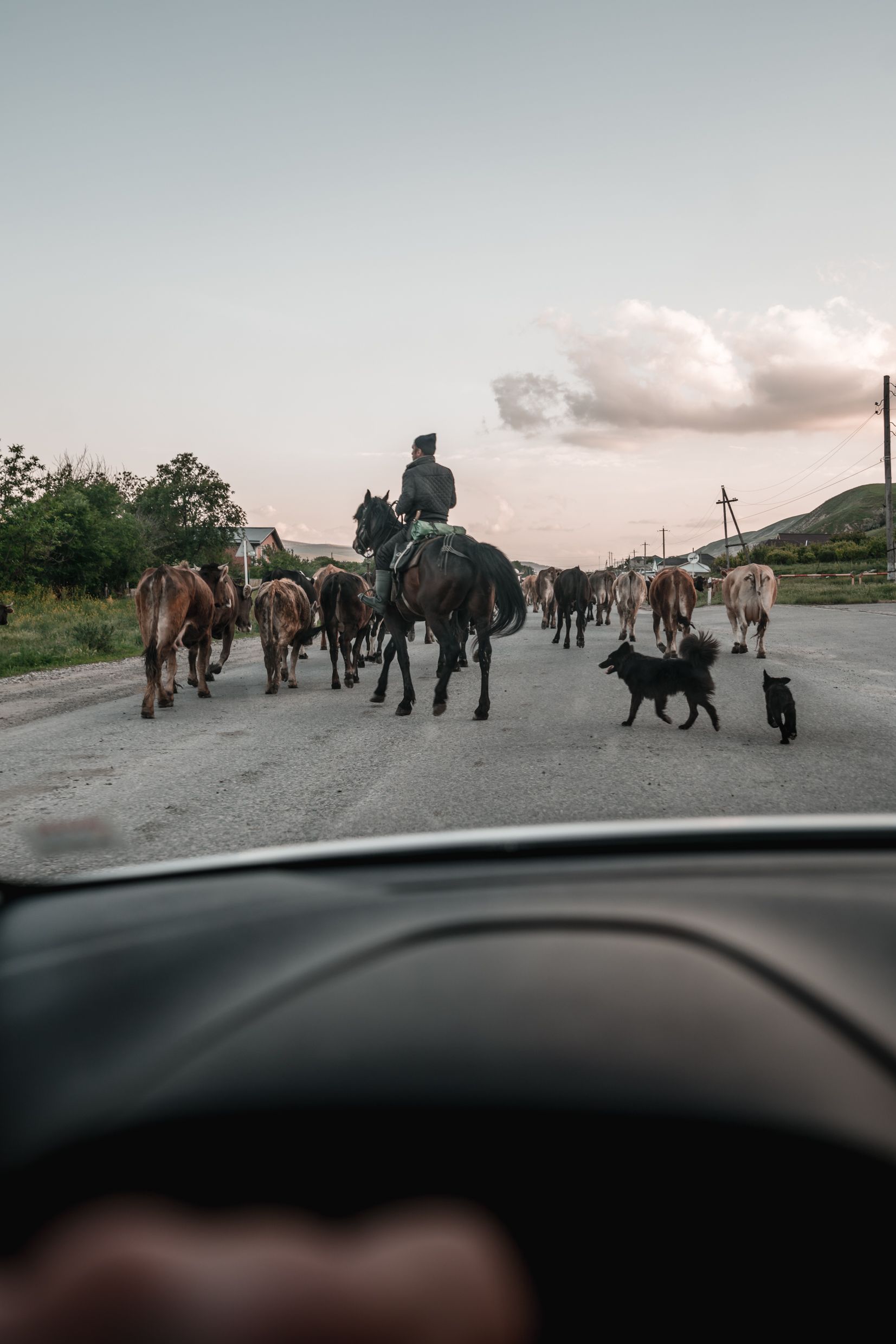 Animals on the Road · Free Stock Photo