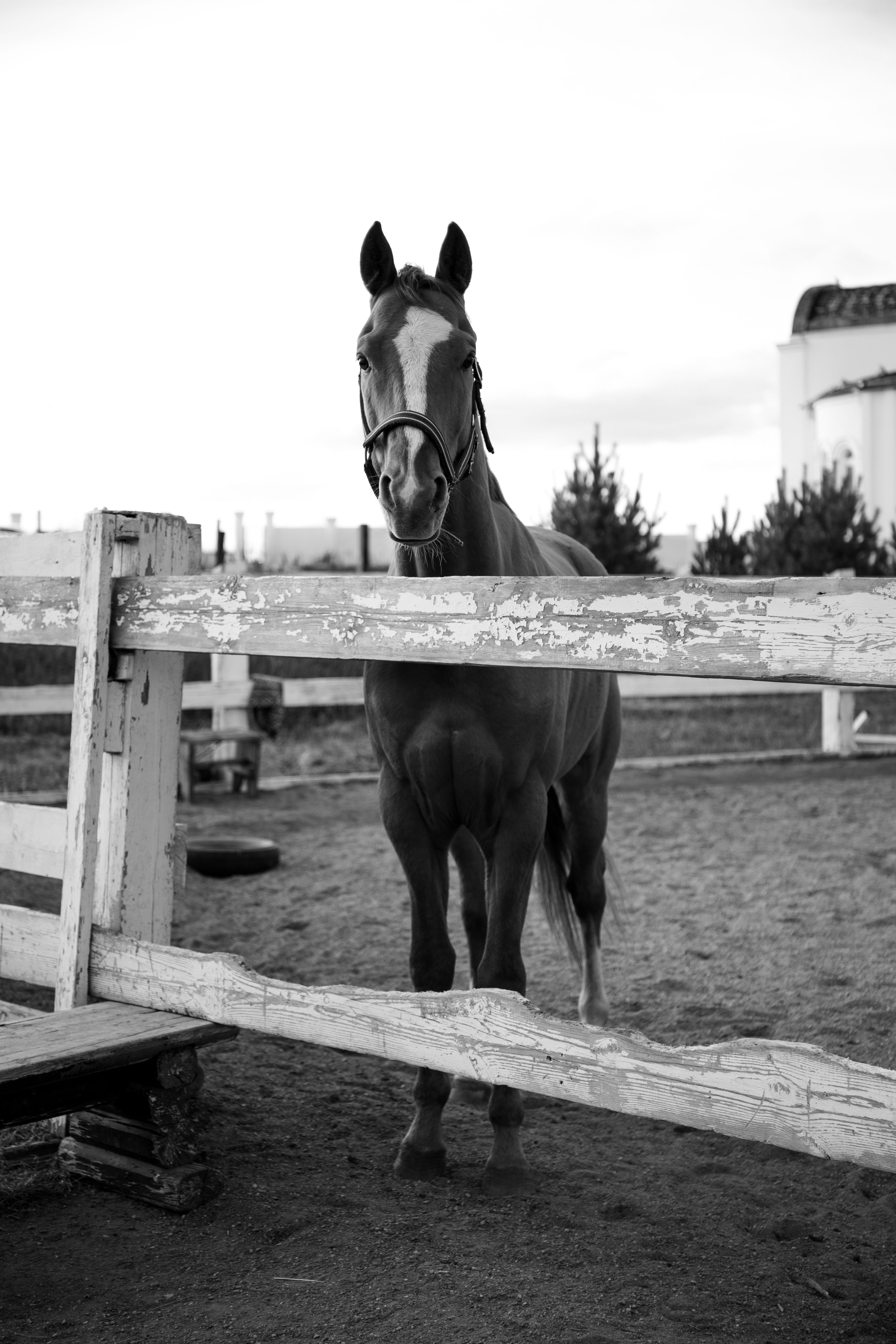 Grayscale Photo of a Horse · Free Stock Photo
