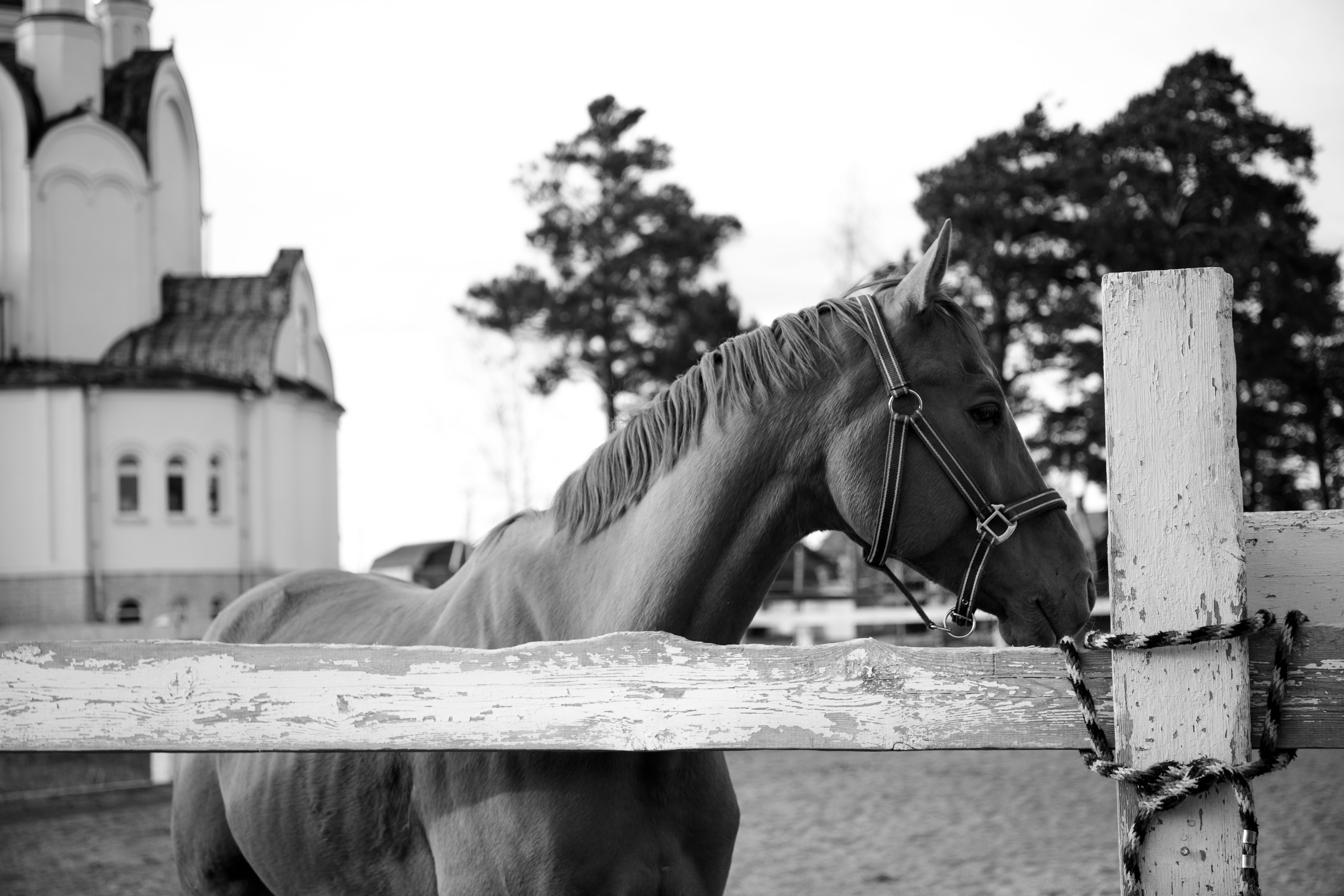 Grayscale Photo of a Horse · Free Stock Photo