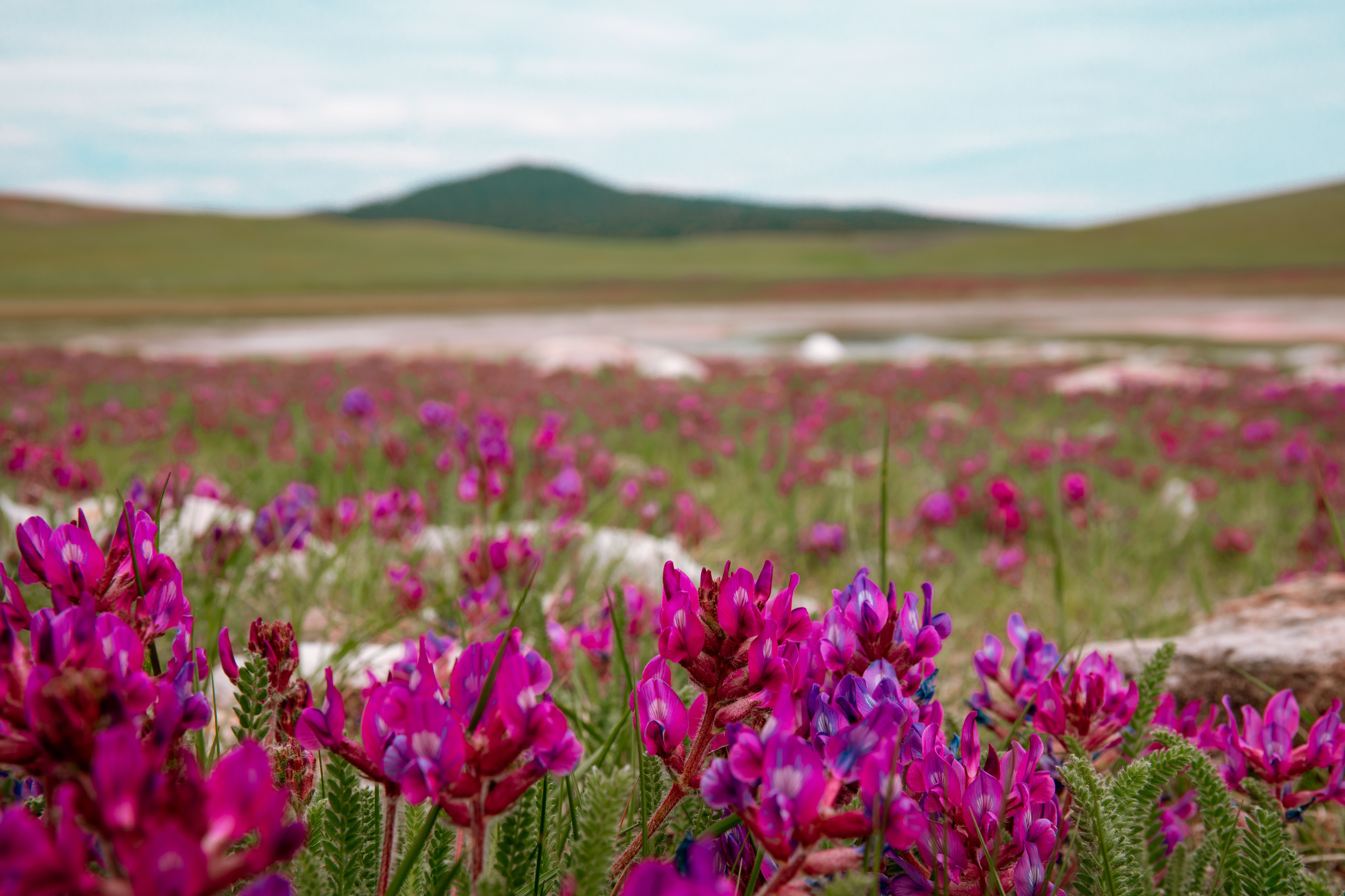 Purple Flower Field · Free Stock Photo