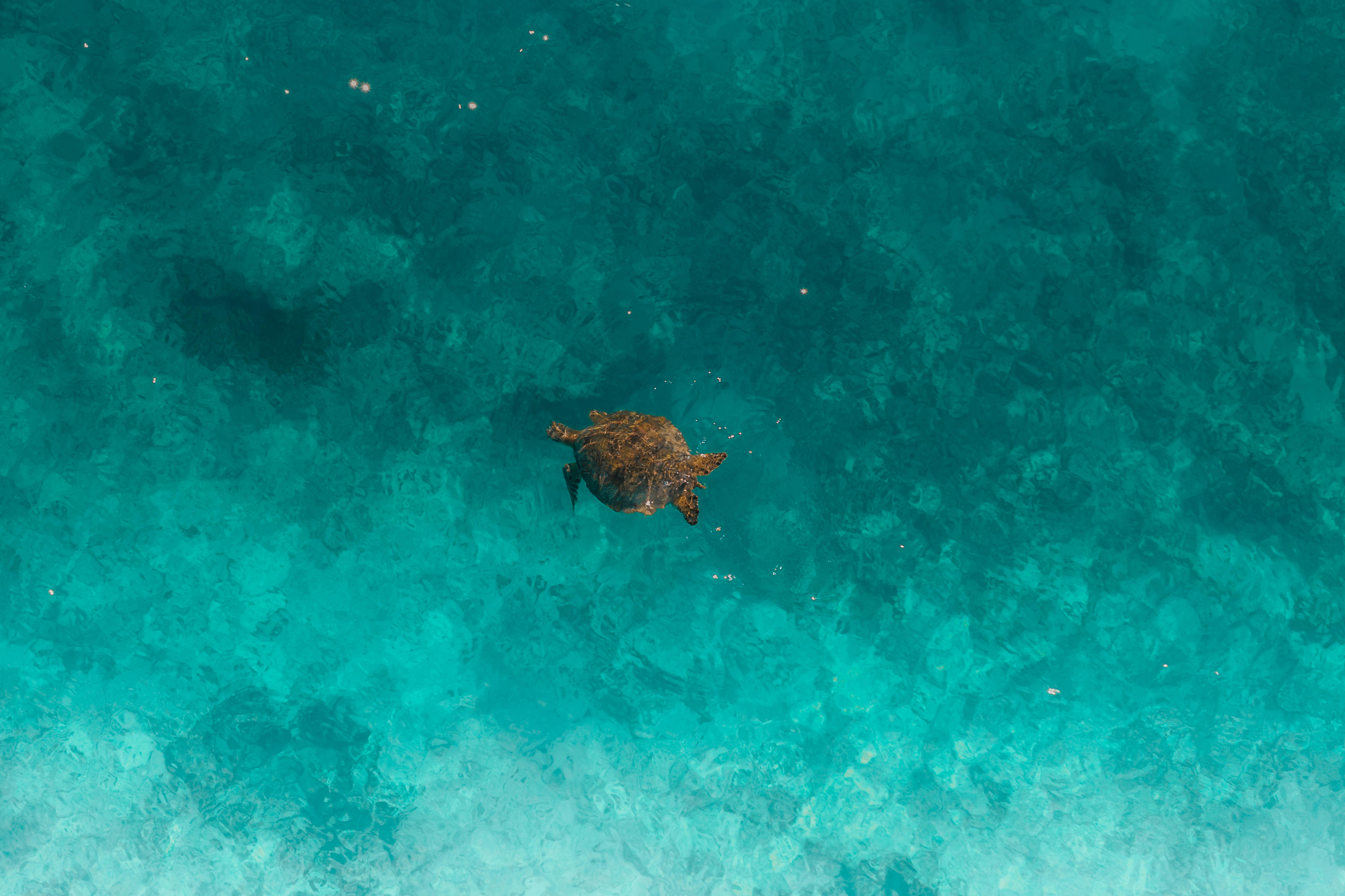 Drone Shot of Turtle on Body of Water · Free Stock Photo