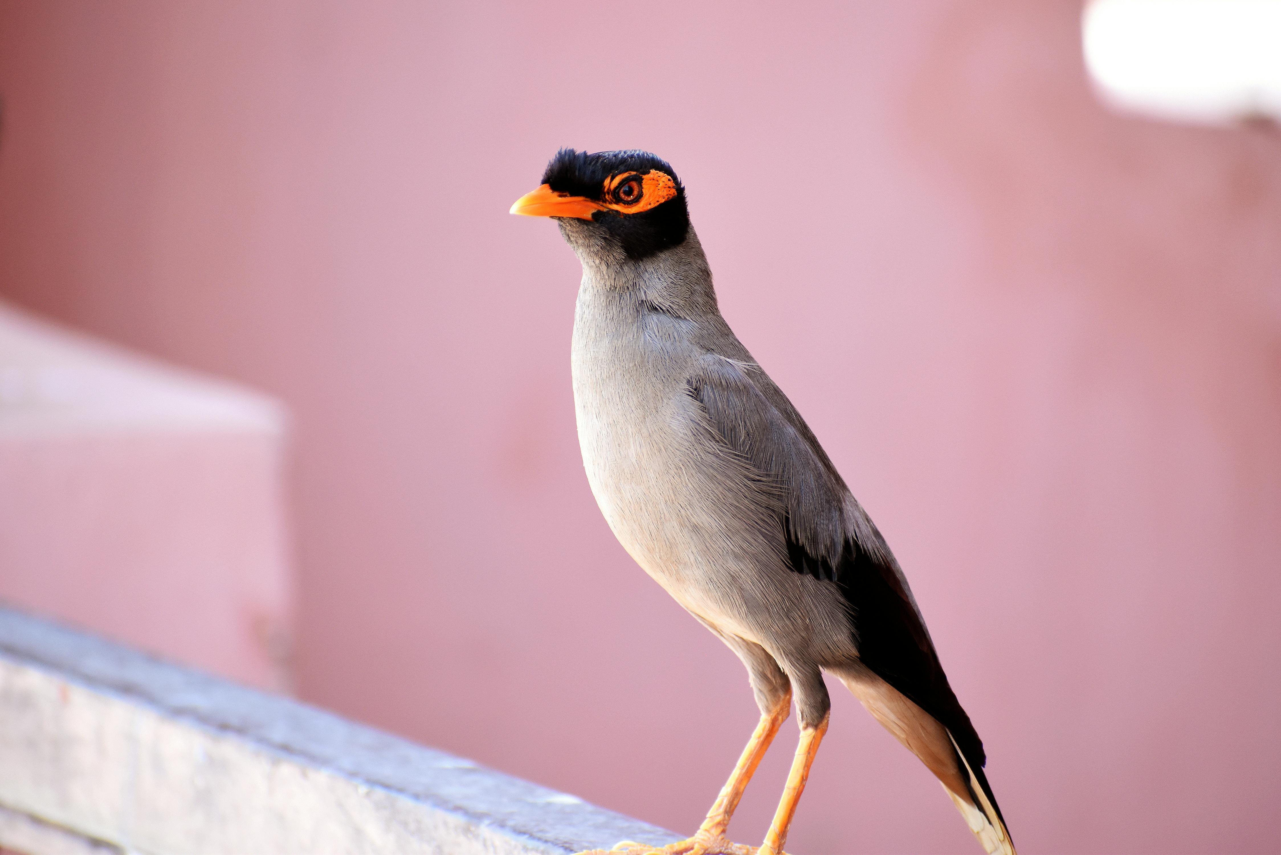 Close Up Photo of Perched Bird · Free Stock Photo