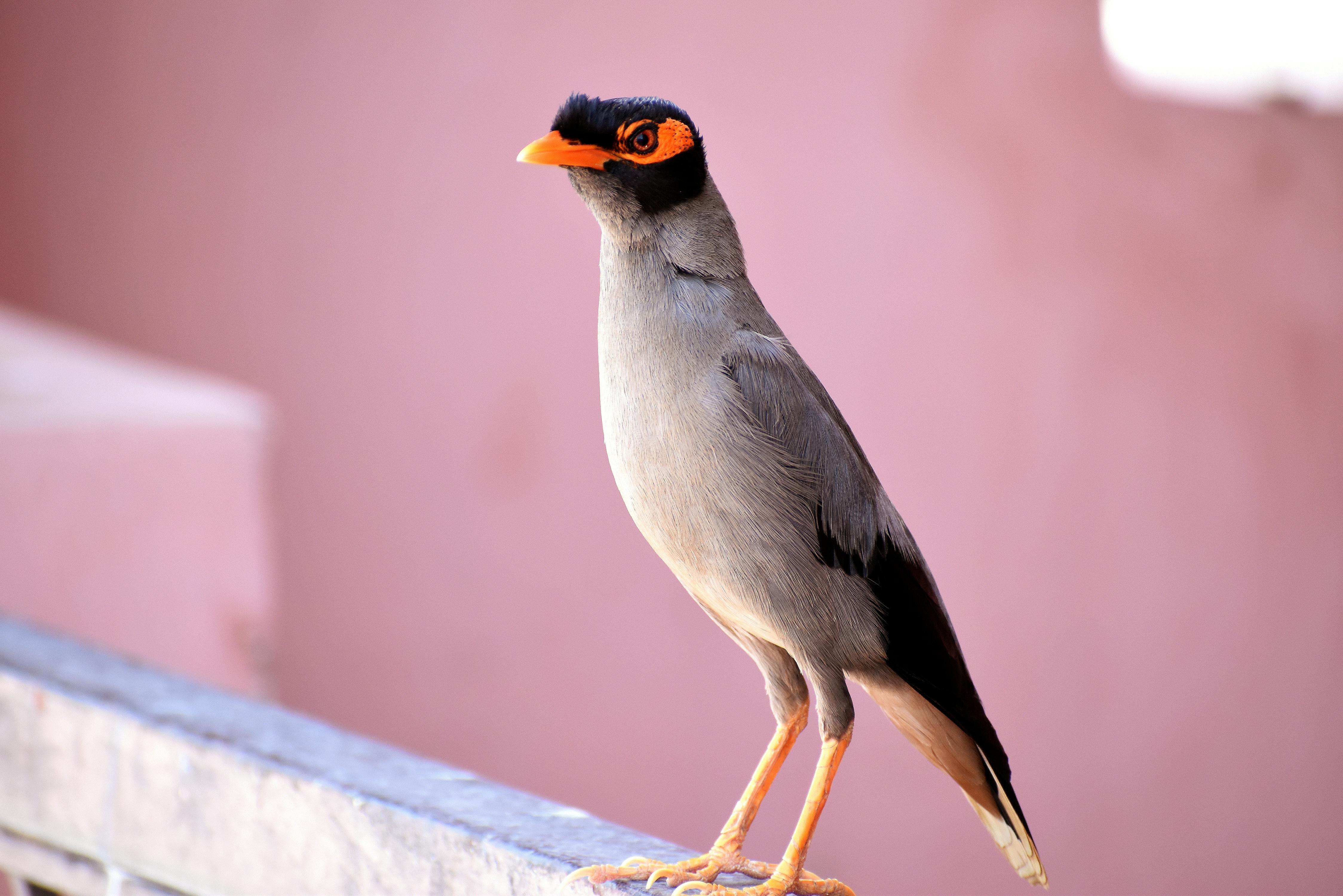 Indian Mynah Photos, Download The BEST Free Indian Mynah Stock Photos ...