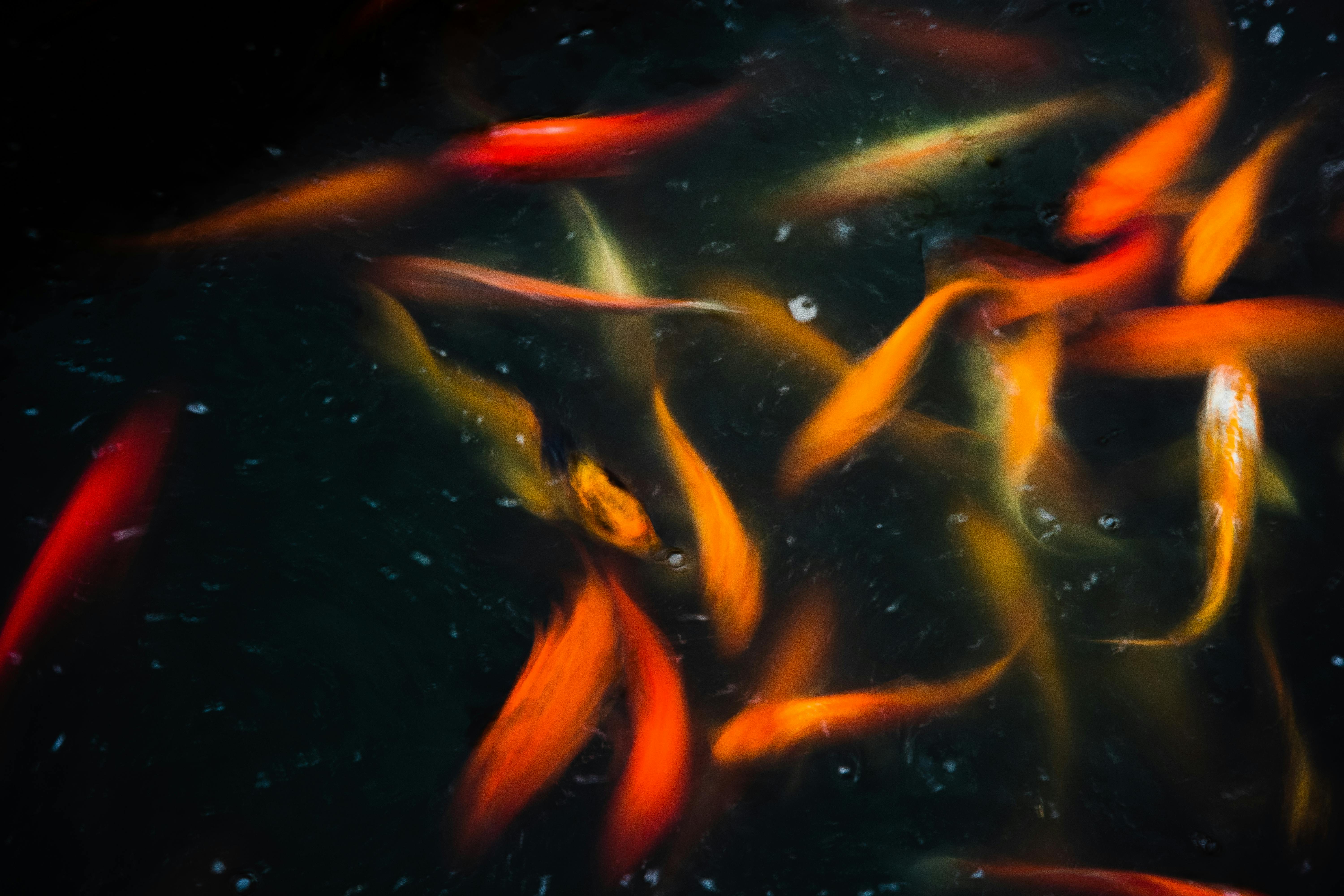 Fish Swimming in the Water · Free Stock Photo